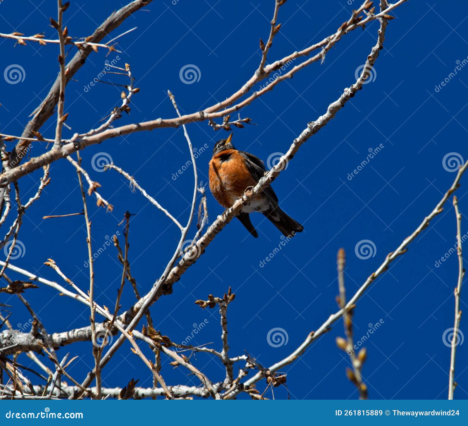 A Fluffed Out Robin Perched On A Branch Stock Image Image Of Flying Fluffy 261815889