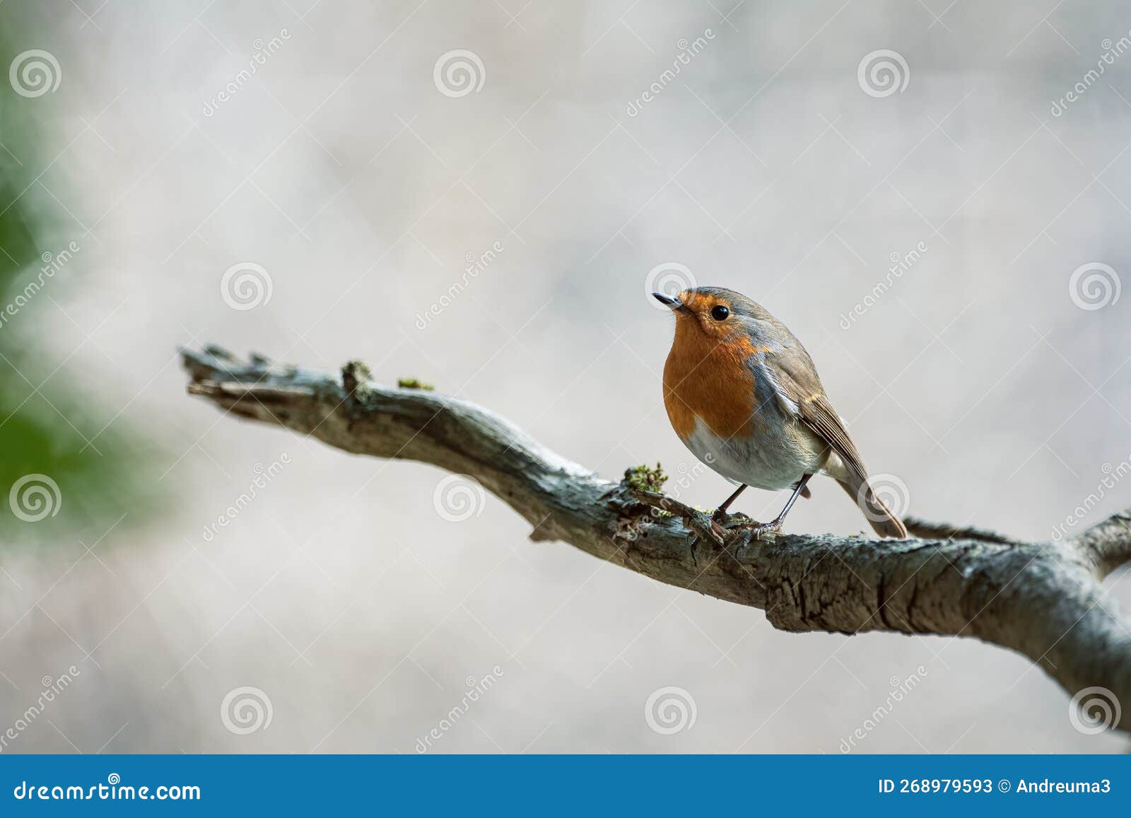 Robin Perched on a Branch in Forest Stock Image - Image of spring ...
