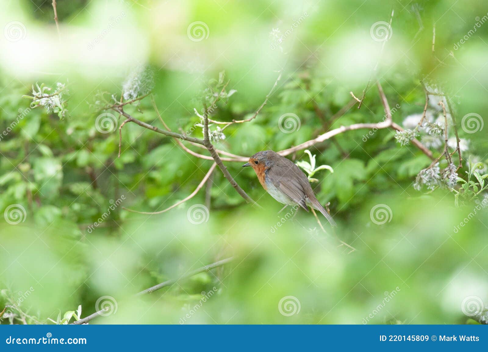 Robin hiding in the trees stock image. Image of insect - 220145809