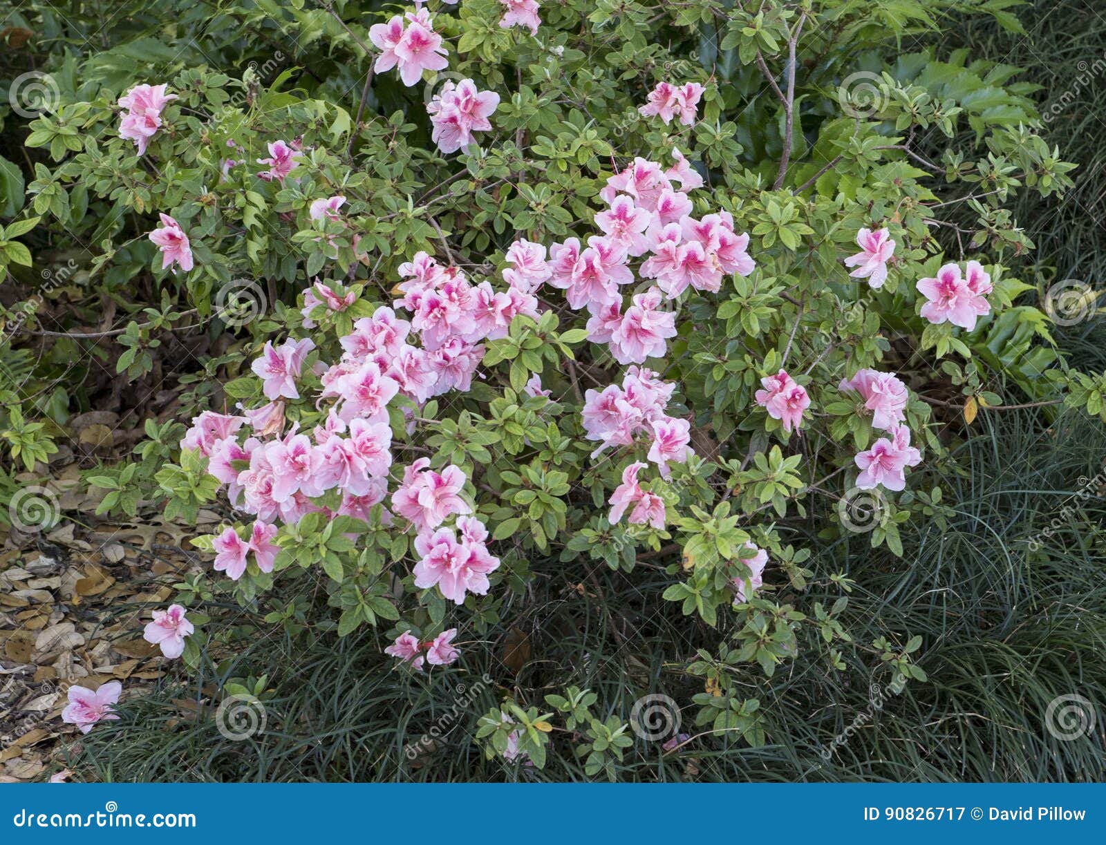 Robin Hill Hybrid Azaleas imagen de archivo. Imagen de colina - 90826717