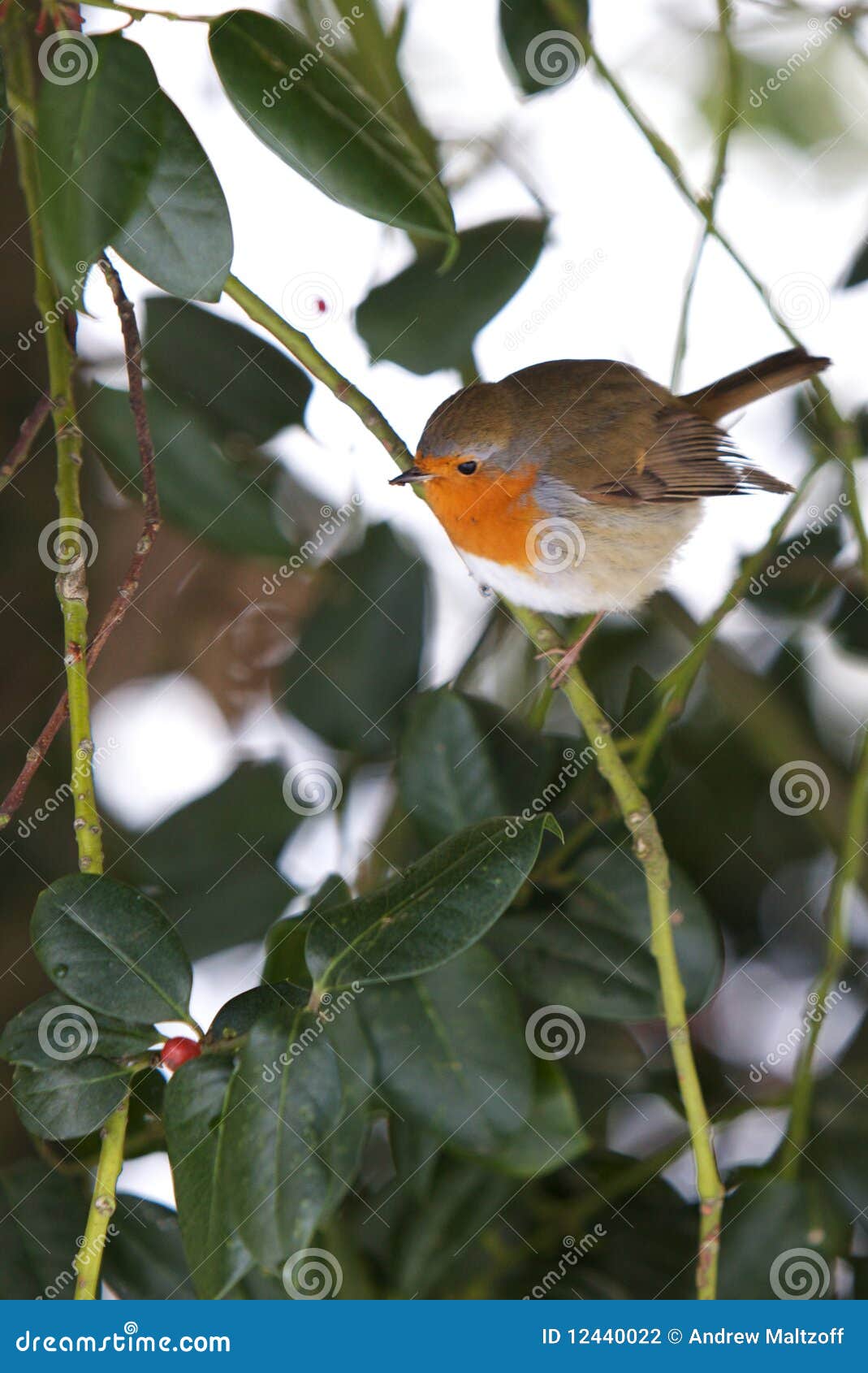Robin, Holly, Poinsettia, Spruce Branches, Birds On Isolated White ...