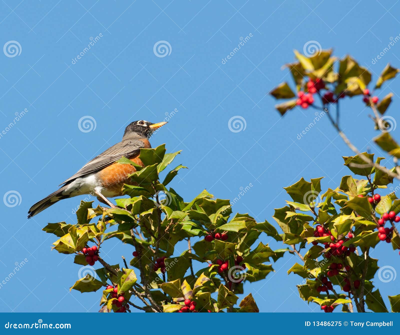 Robin, Holly, Poinsettia, Spruce Branches, Birds On Isolated White ...