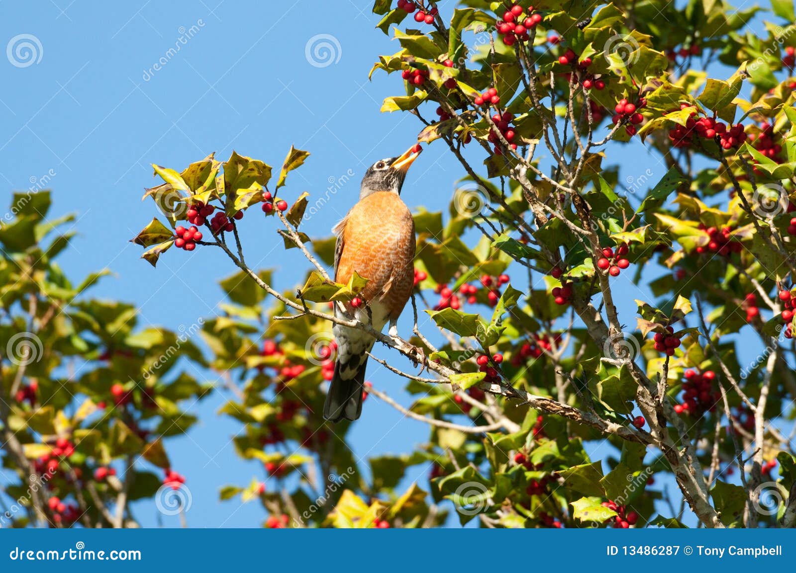 Robin, Holly, Poinsettia, Spruce Branches, Birds On Isolated White ...