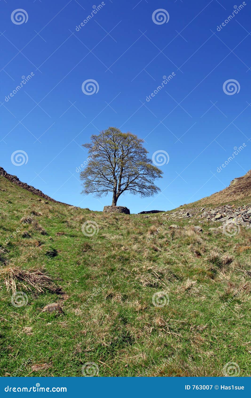 Robin Hood Tree stock image. Image of cliff, landscape - 763007