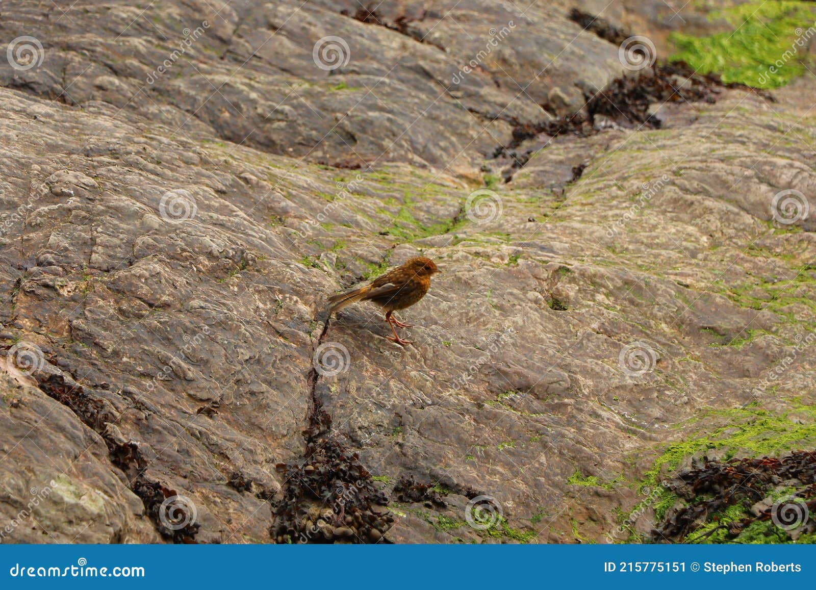 Robin Hopping on the Rocks by the Sea Stock Image - Image of fluid ...