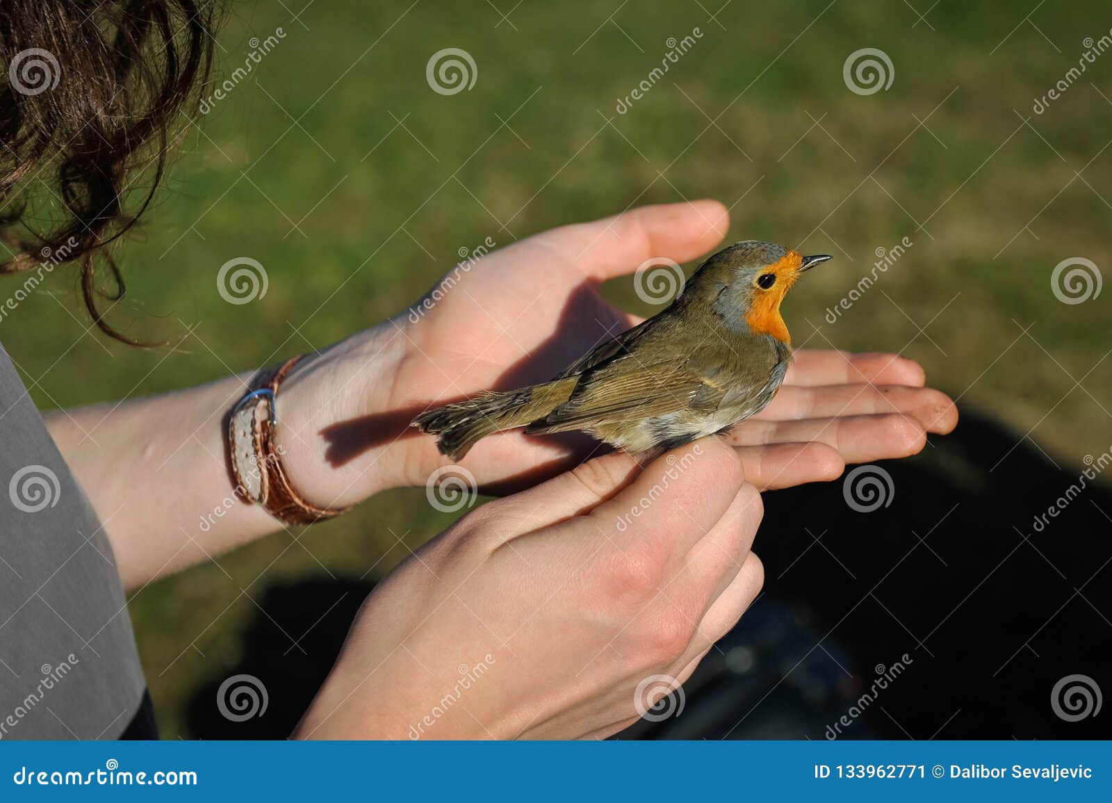 Robin in the human hand stock image. Image of european - 133962771