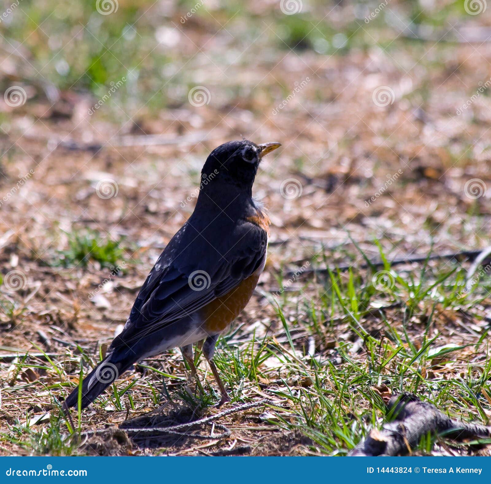 Robin Hunting stock photo. Image of animal, backyard - 14443824
