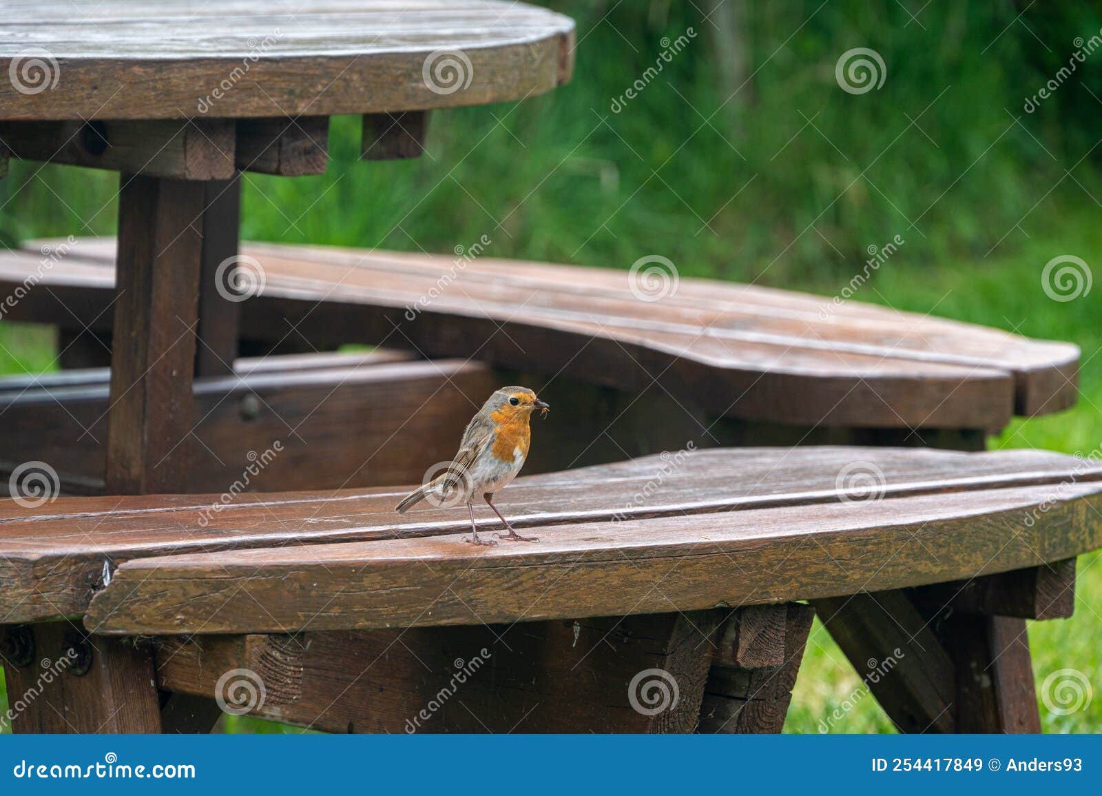 Robin with Insect and Bread in Beak Stock Image - Image of garden ...