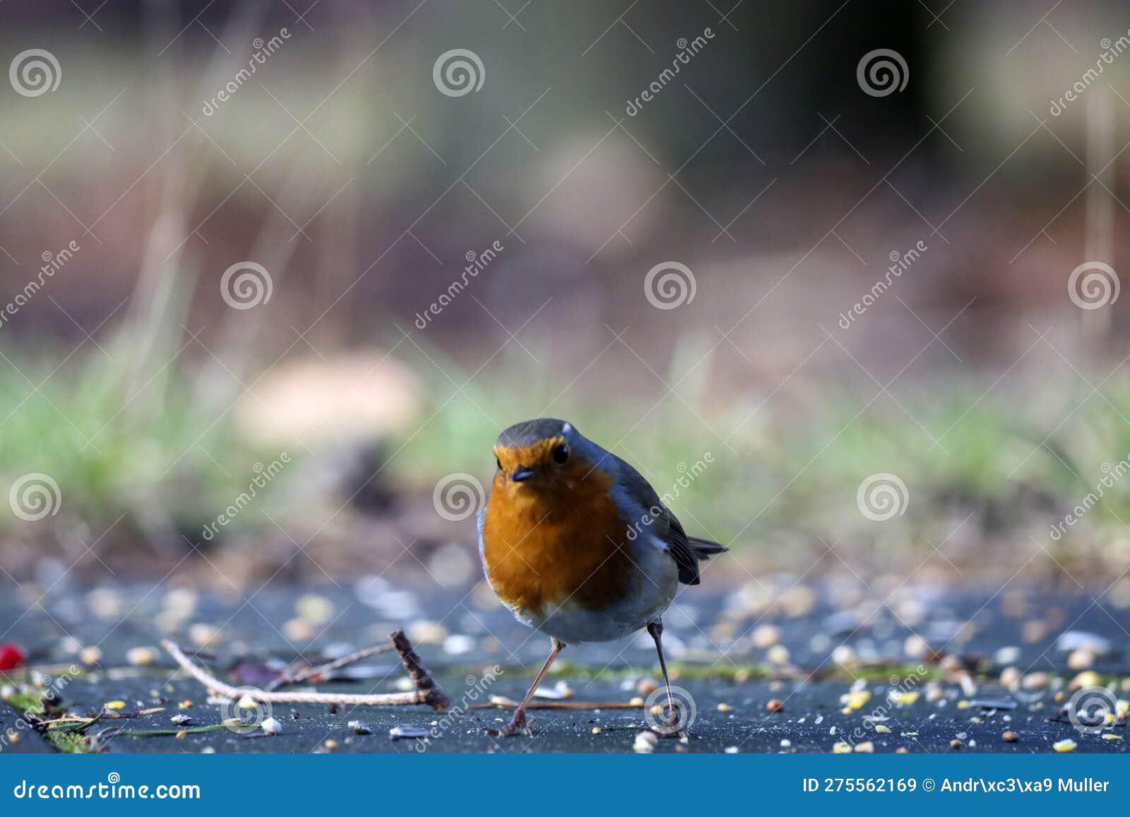 A Robin in Isolation Zoom View Eating Seeds on the Ground Stock Image ...