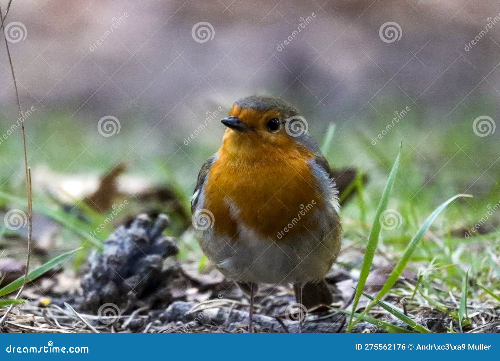 A Robin in Isolation Zoom View Eating Seeds on the Ground Stock Photo ...