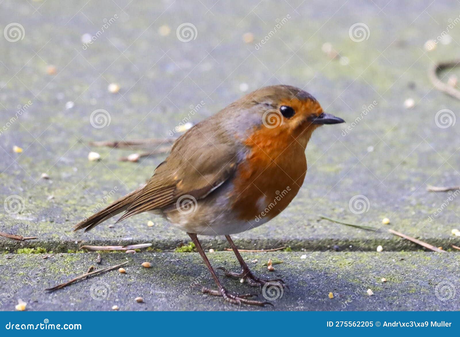 A Robin in Isolation Zoom View Eating Seeds on the Ground Stock Image ...