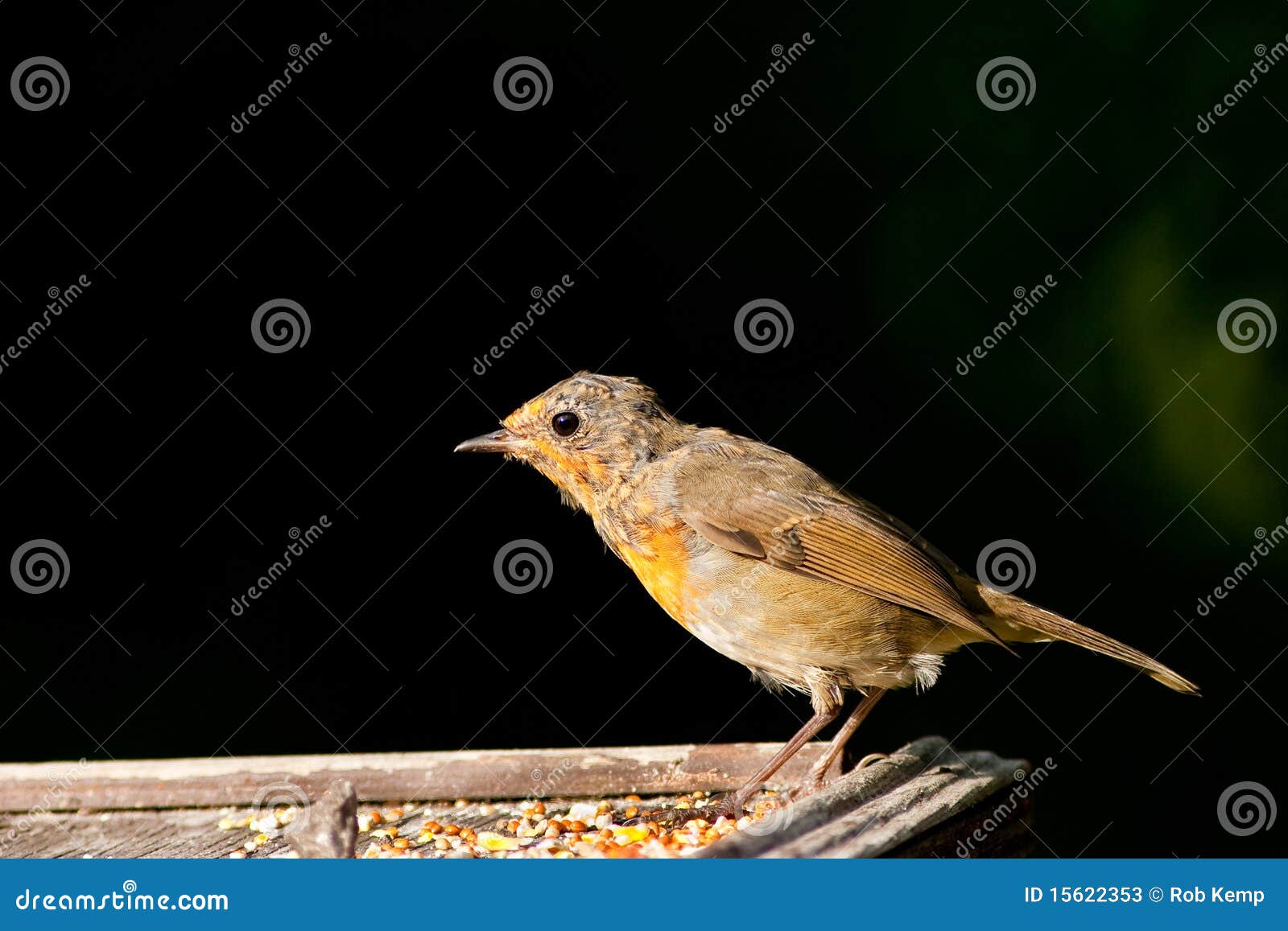 Robin Juvenile Brightly Lit Profile View Stock Image - Image of bird ...