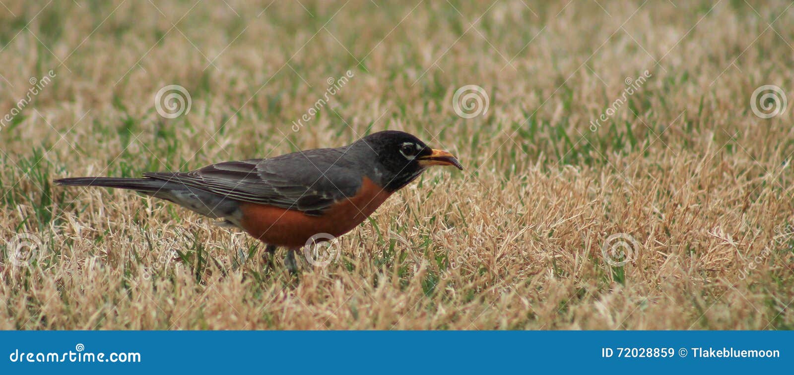 Robin last bite stock image. Image of carolina, state - 72028859
