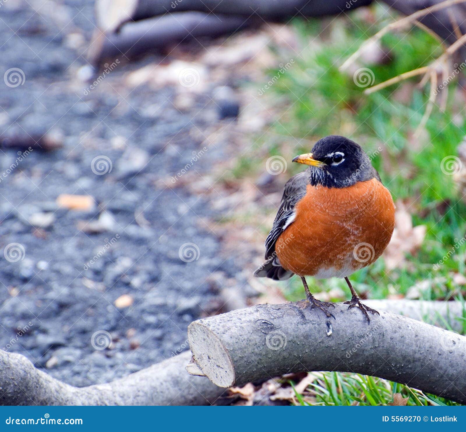 Robin On A Laying Low Tree Picture. Image: 5569270