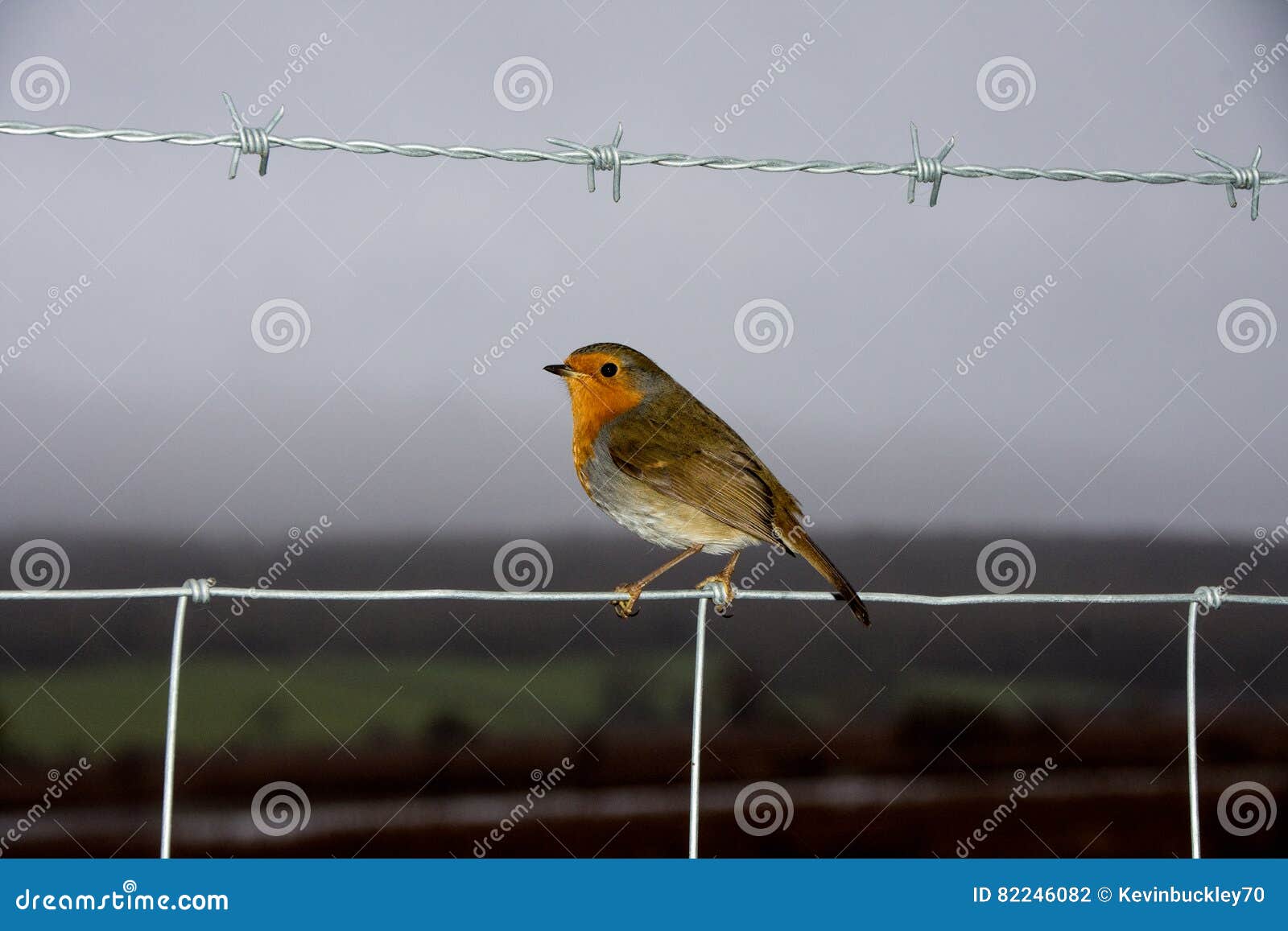 Robin at Leighton Moss RSPB Bird Reserve Stock Photo - Image of breast ...