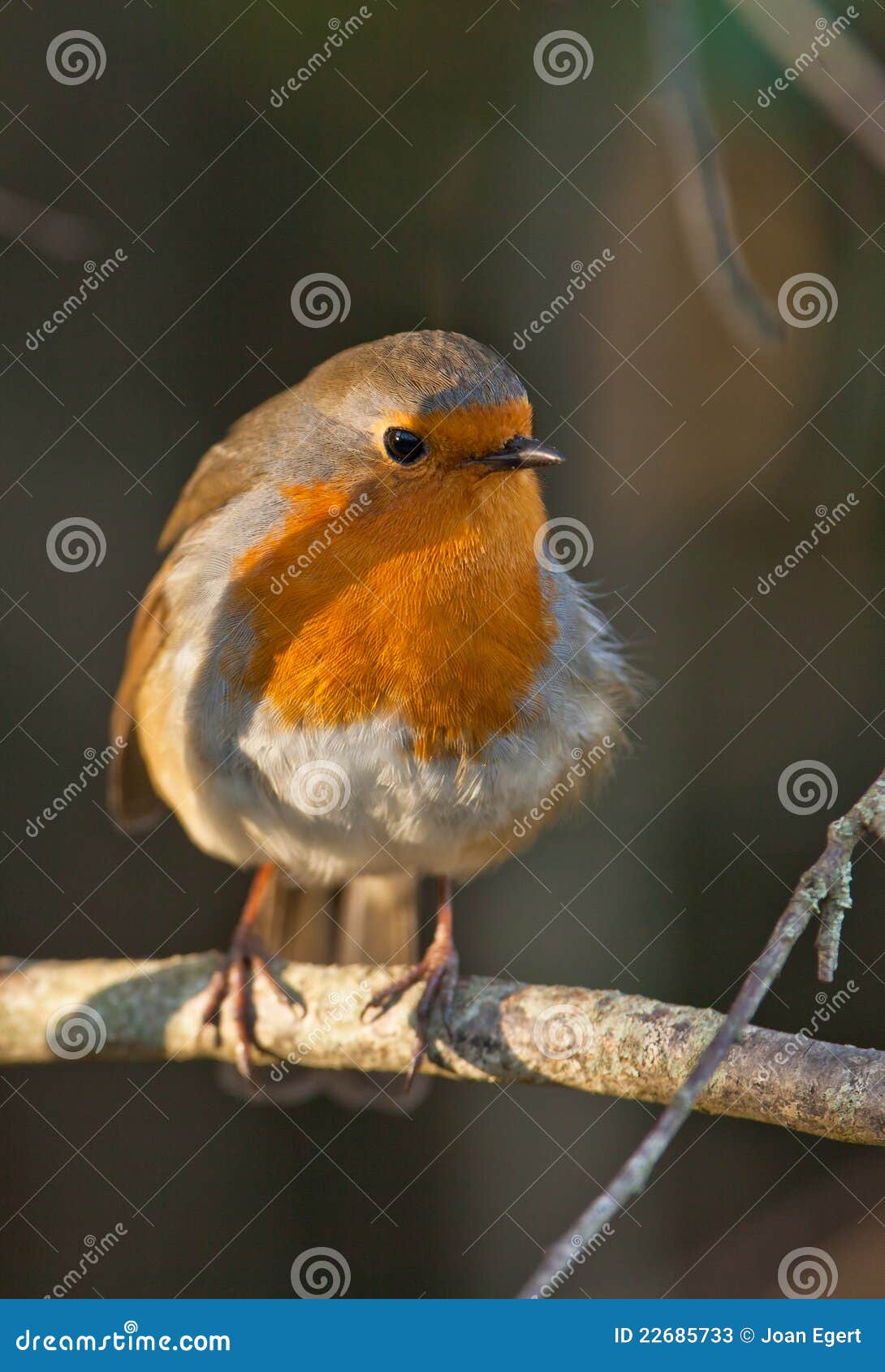A Robin in Light and Shadow Stock Image - Image of looking, pattern ...