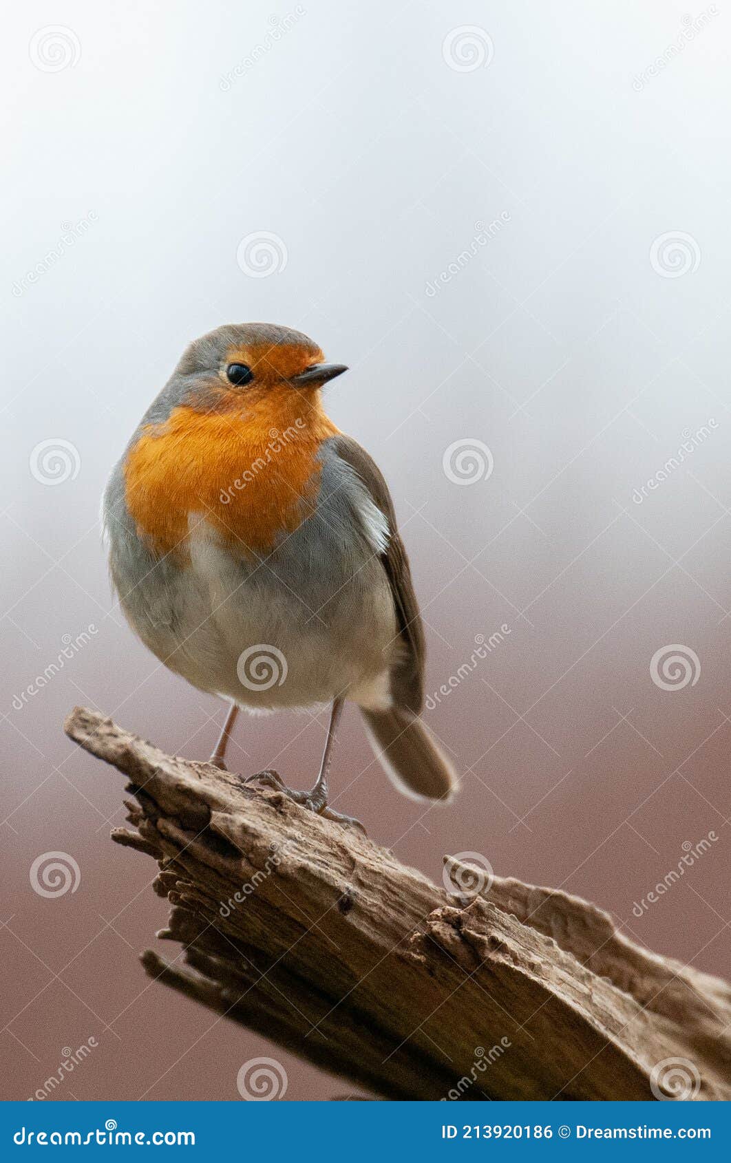 Robin on a log stock photo. Image of wildlife, beak - 213920186