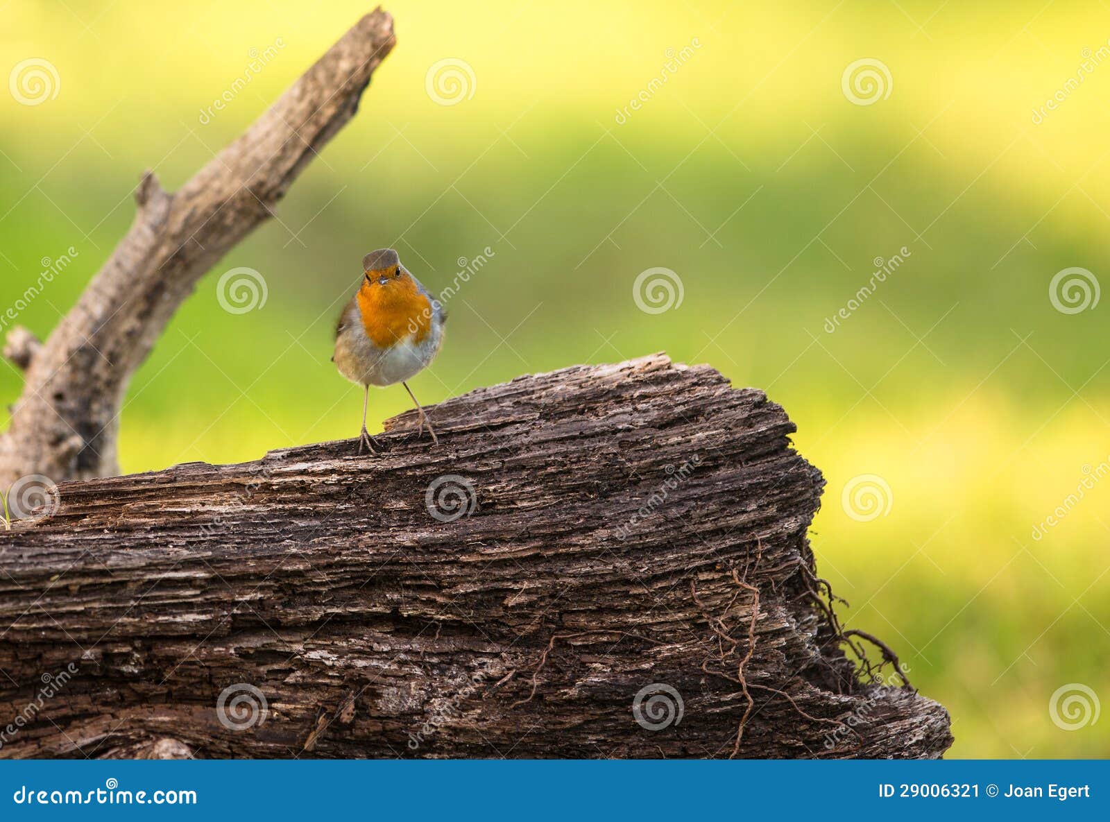 Robin on log stock image. Image of animal, detailed, feathers - 29006321