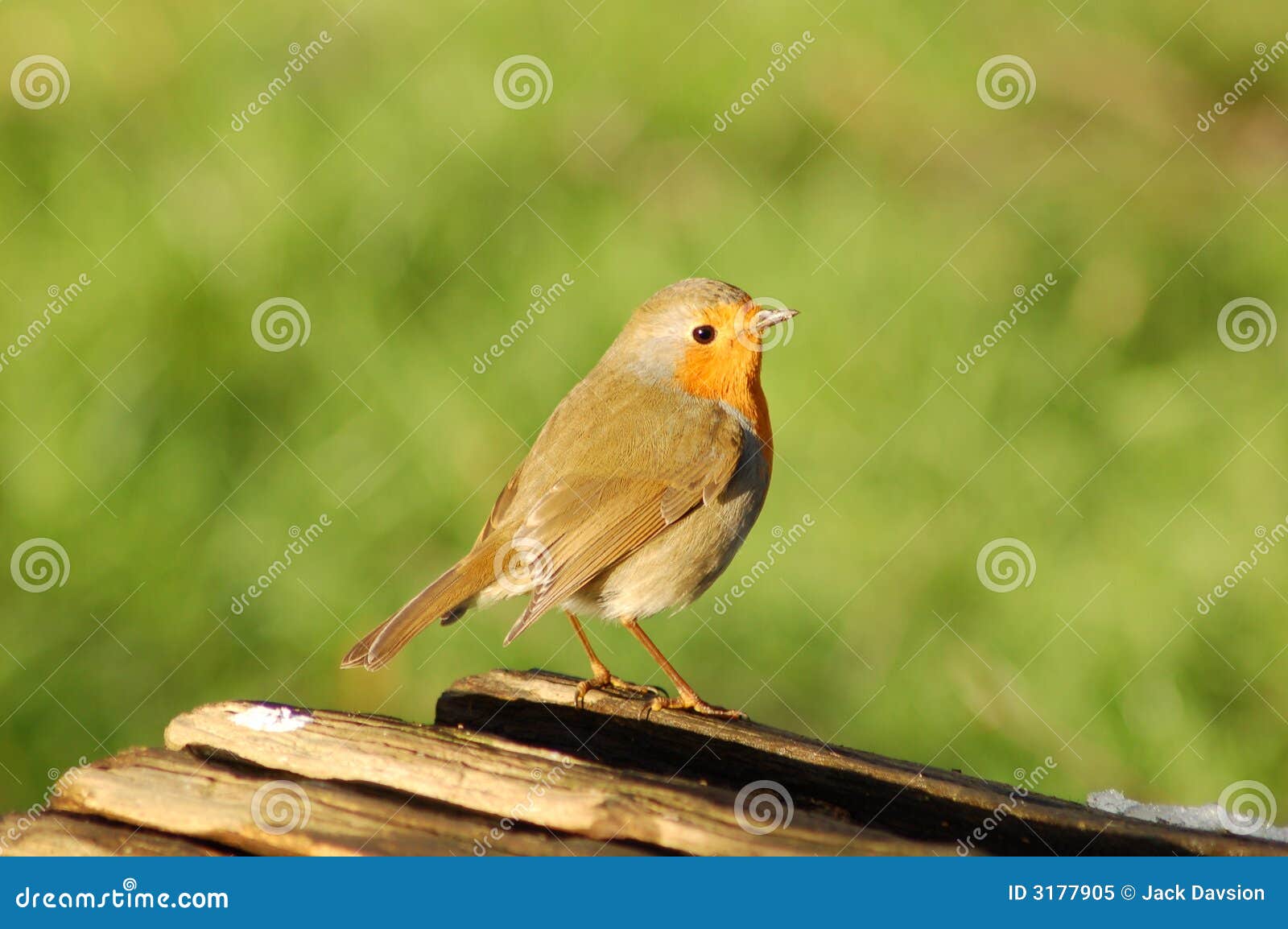 Robin on Log stock image. Image of crested, british, xmas - 3177905