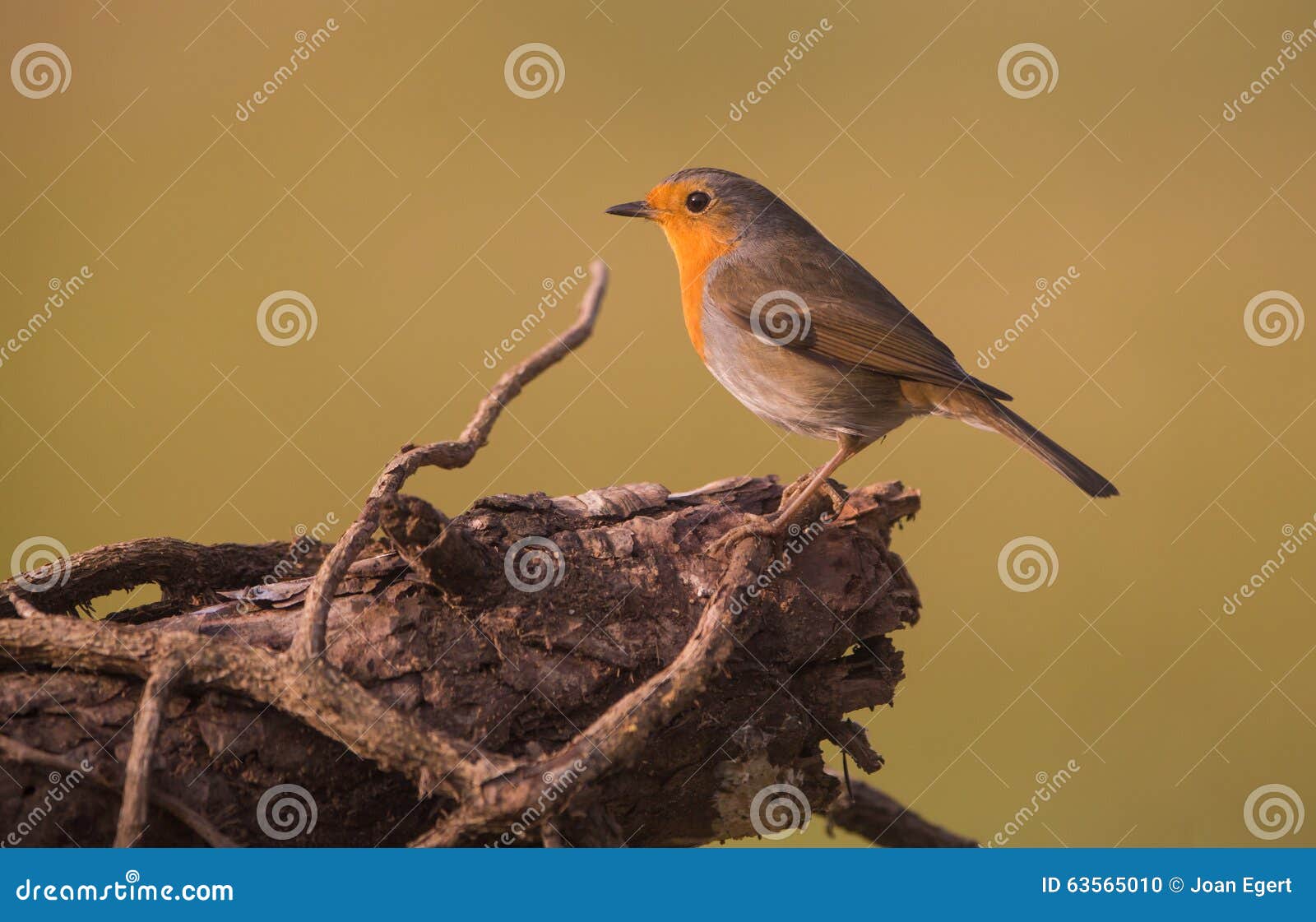 Robin on log stock photo. Image of erithacus, wildlife - 63565010