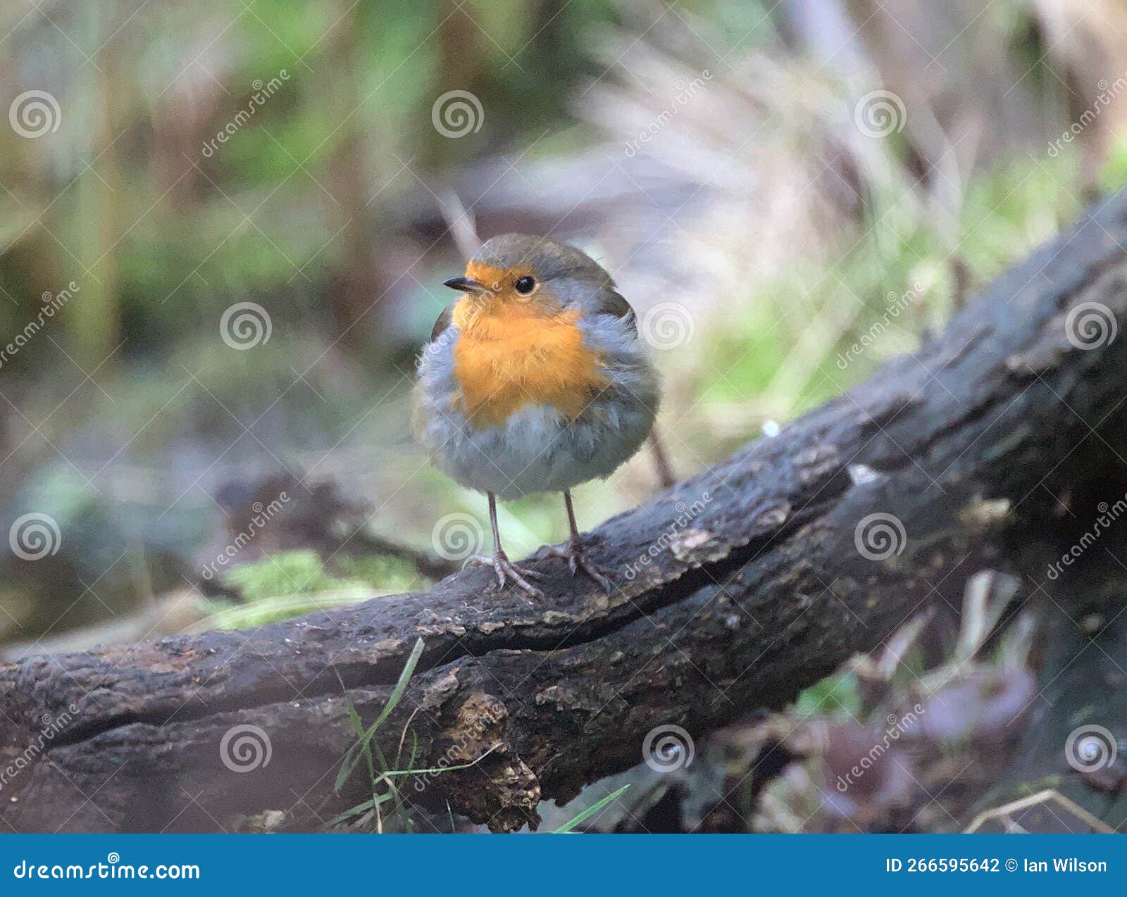 Robin on a Log Fluffed Up on a Cold Winter Day Stock Photo - Image of ...