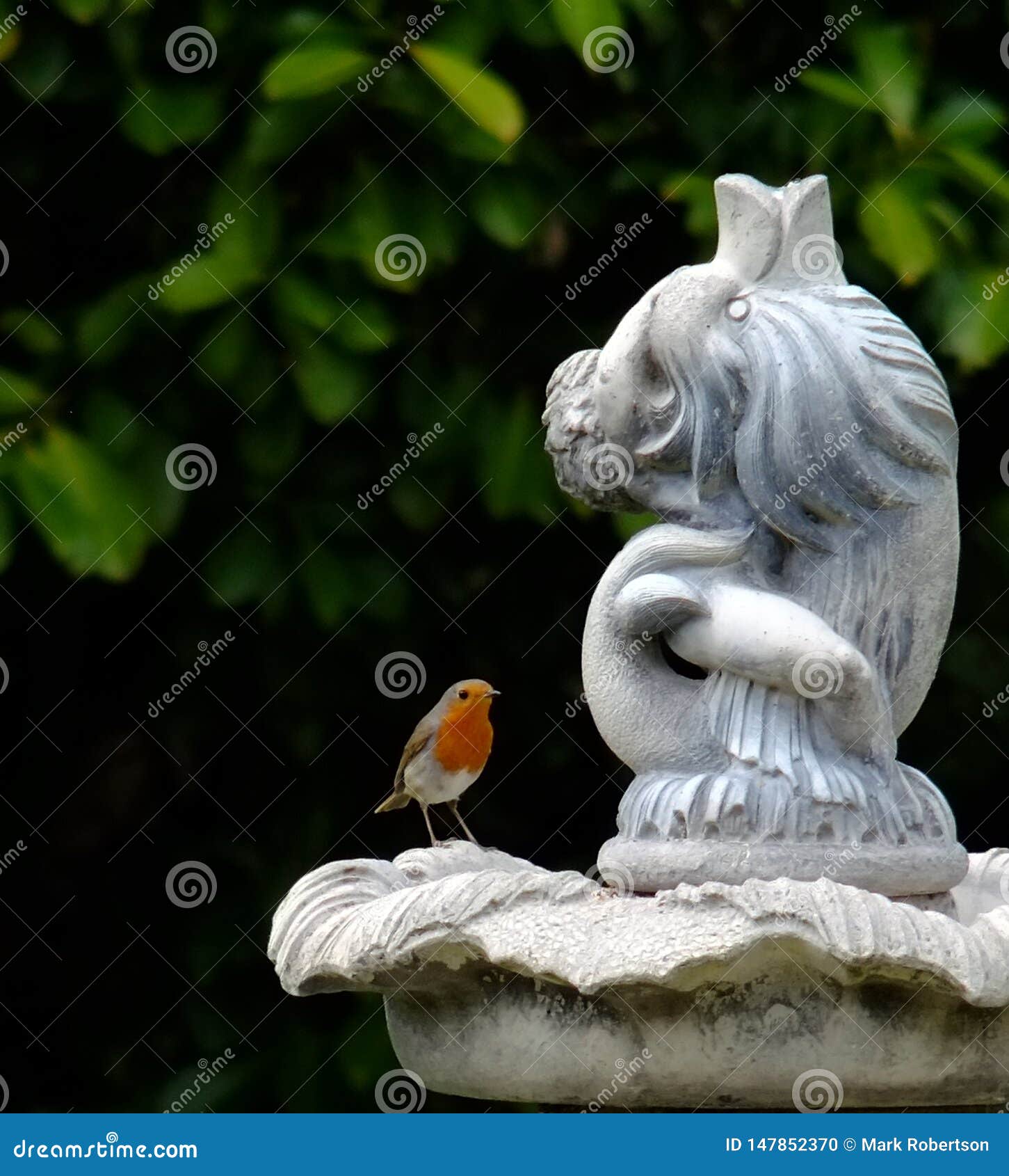English Robin Looking Ahead on Garden Feature Stock Photo - Image of ...