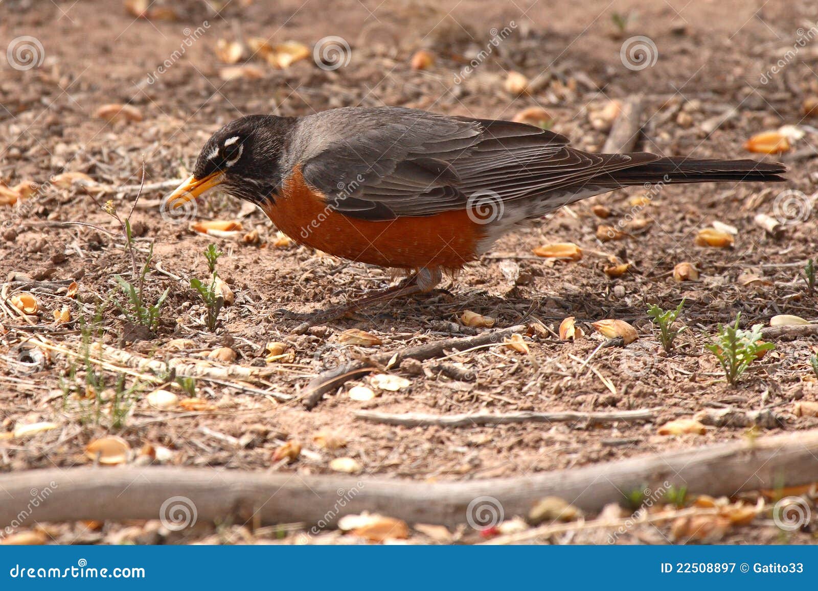 Robin Looking for Food stock image. Image of wild, male - 22508897