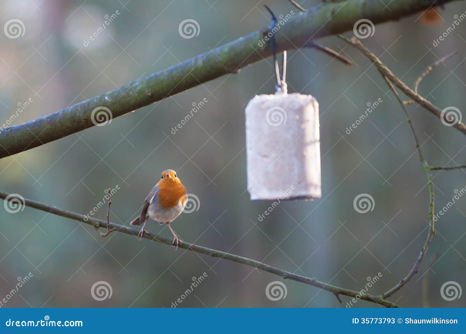 Robin looking at food stock image. Image of ball, perching - 35773793