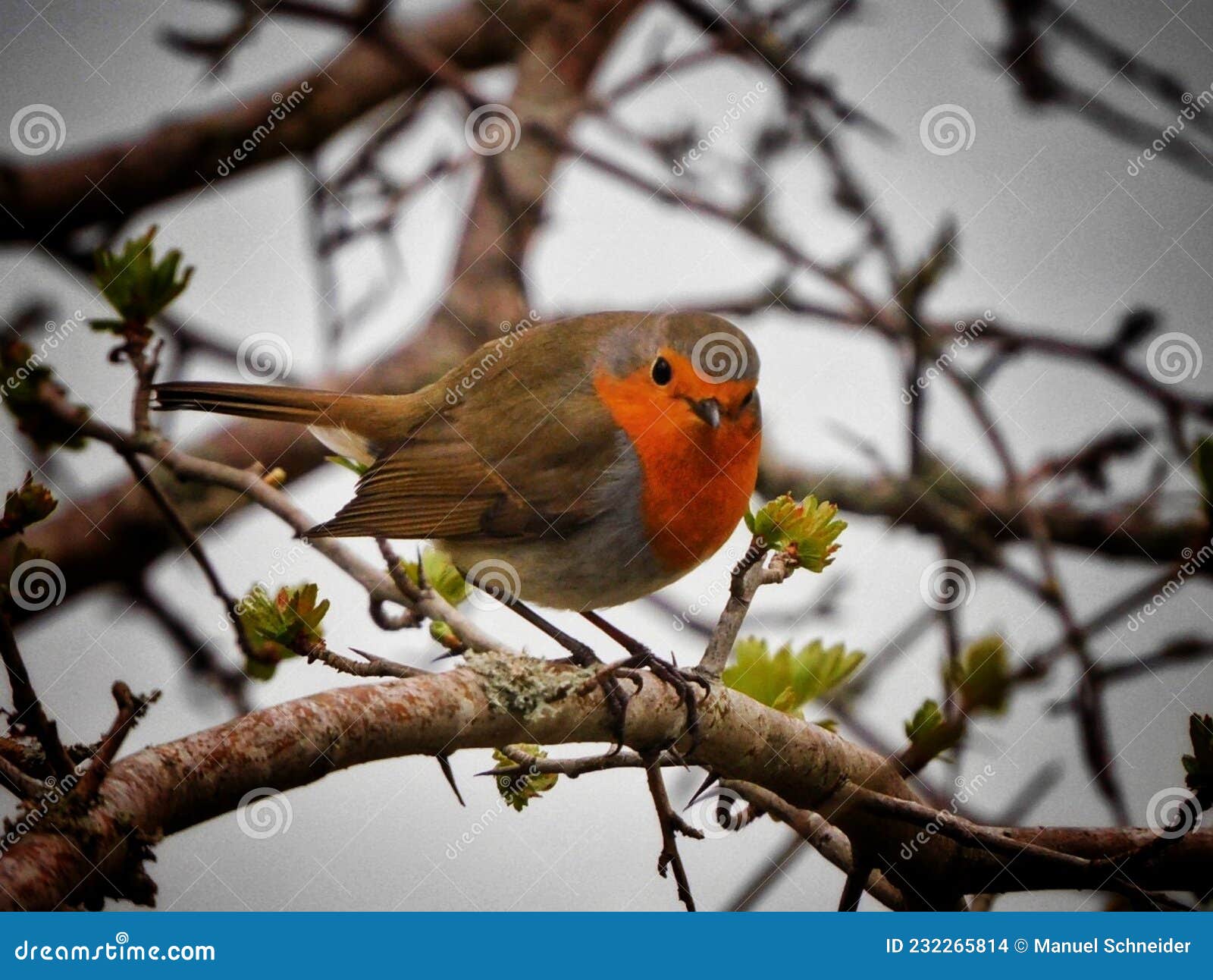 Robin Looking To the Camera Stock Photo - Image of tree, birds: 232265814