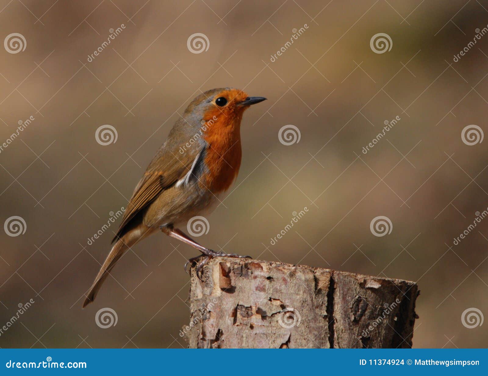 Robin Male stock photo. Image of breast, erithacus, bird - 11374924