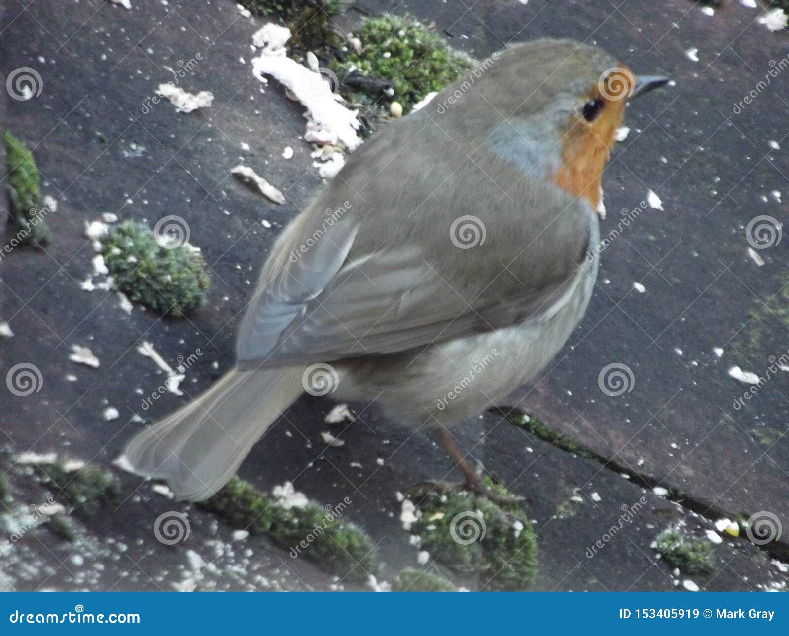 Robin with a Message stock image. Image of robin, wildlife - 153405919