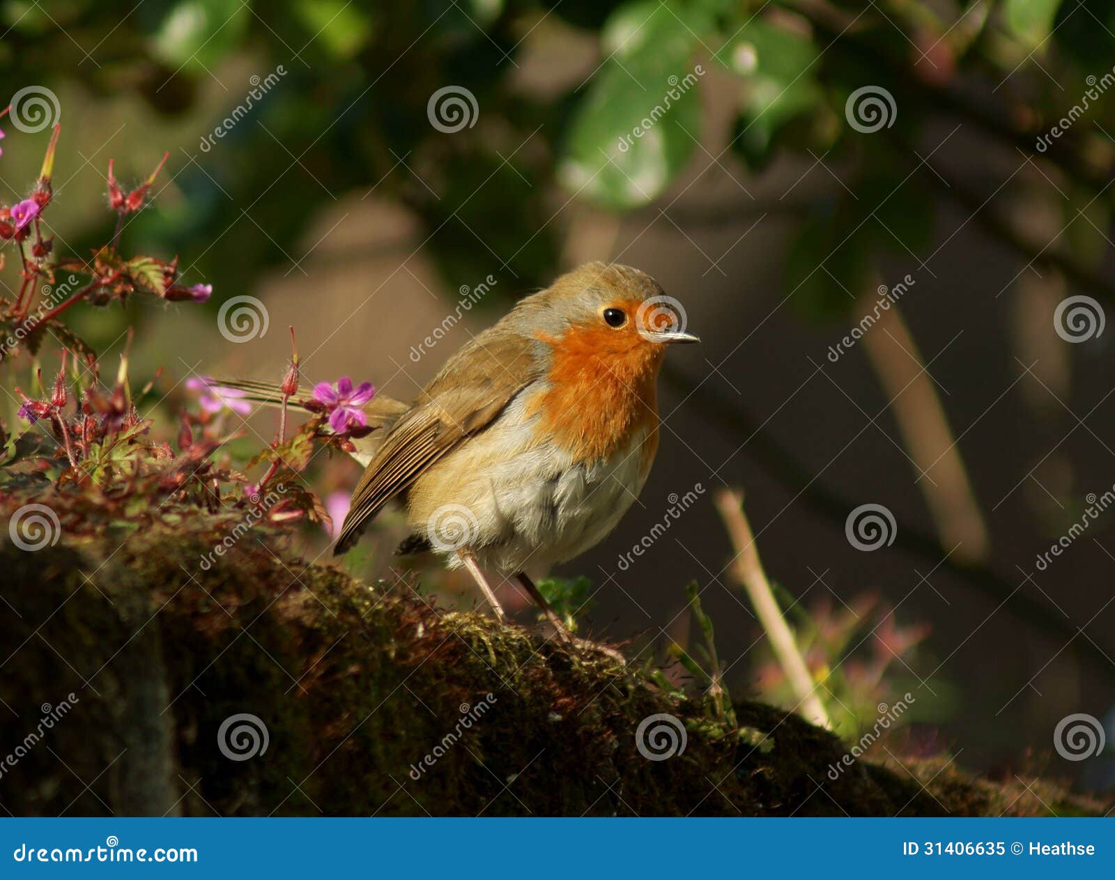Robin in morning sun stock image. Image of robin, friendly - 31406635