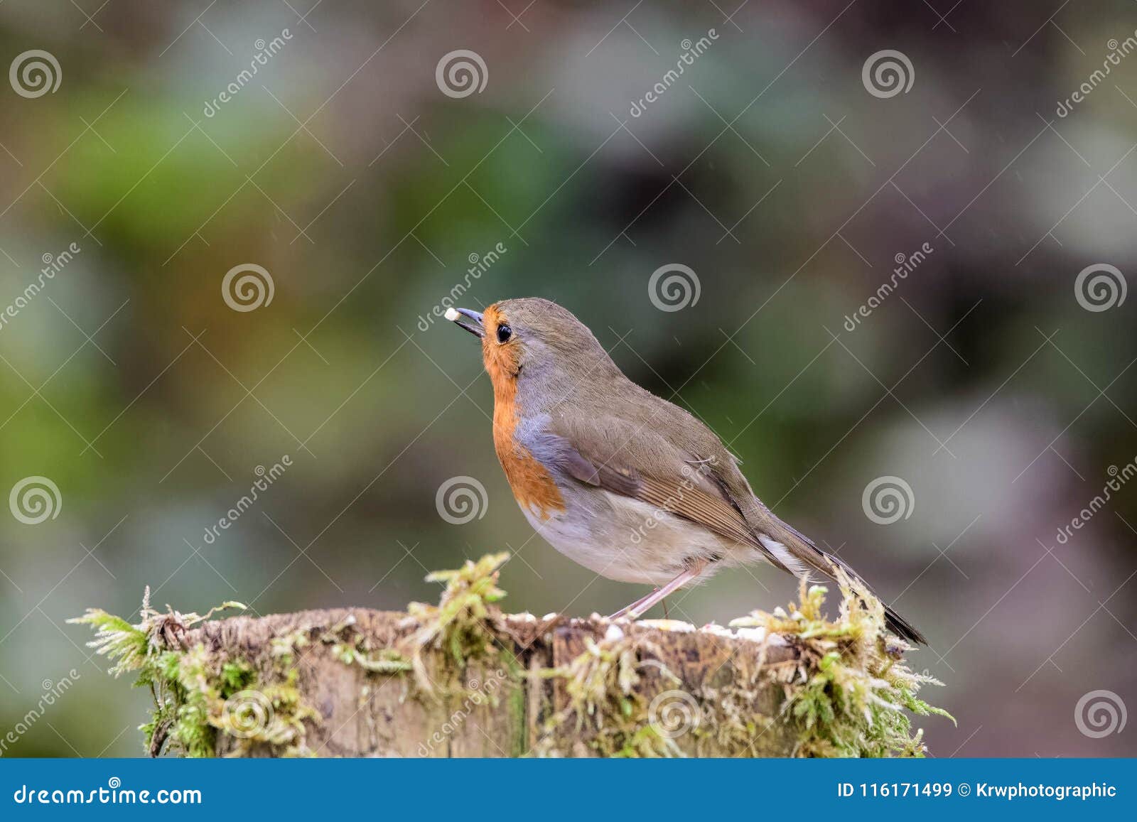 Robin on moss covered post stock image. Image of moss - 116171499