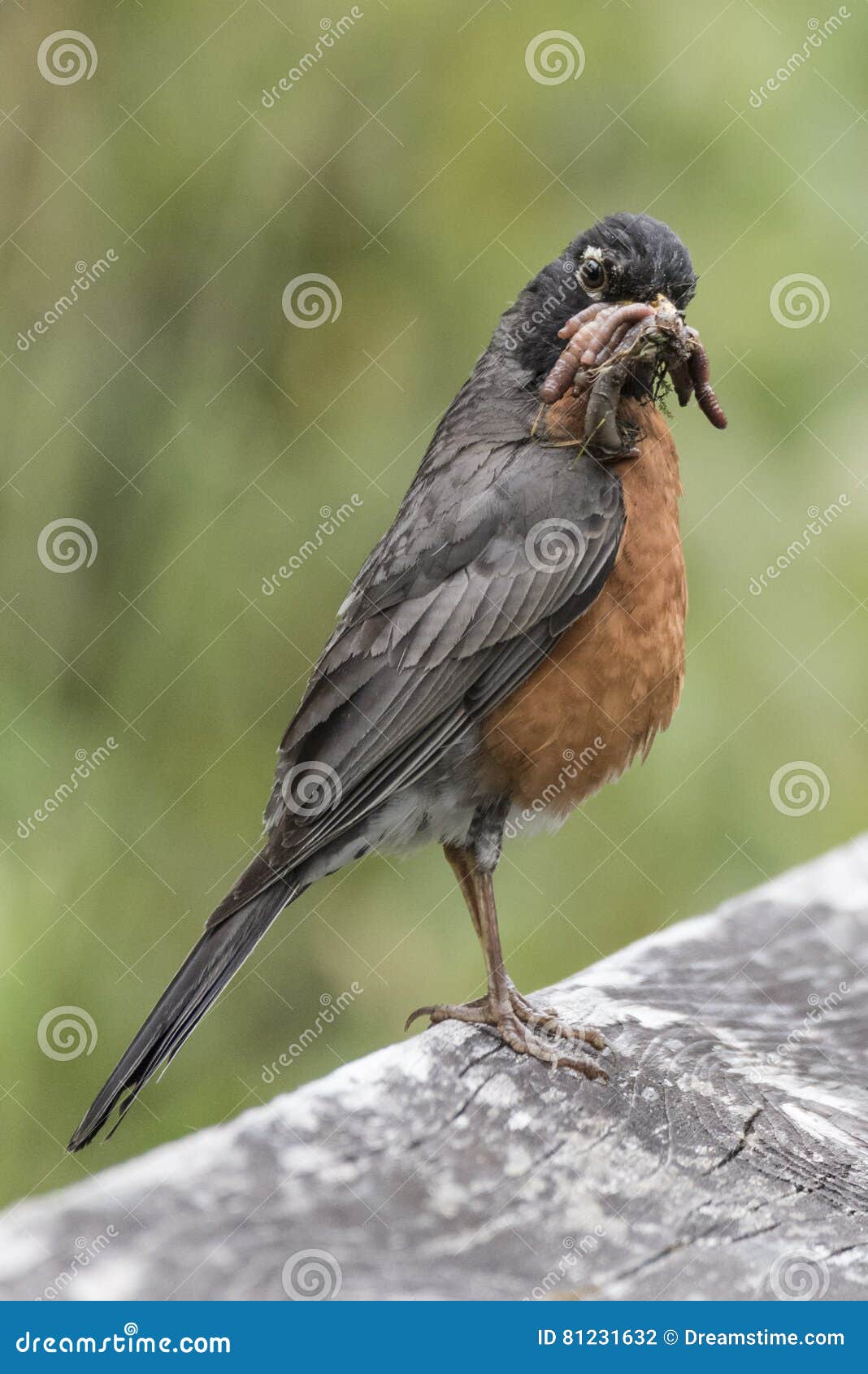 Robin with a Mouthful of Worms Stock Photo - Image of worms, robin ...