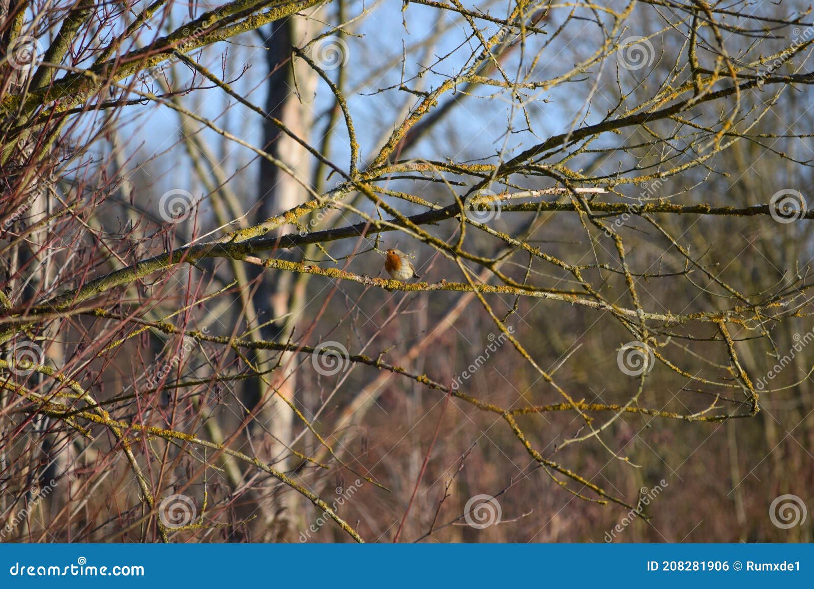 European Robins on Bare Winter Trees Stock Photo - Image of bare ...