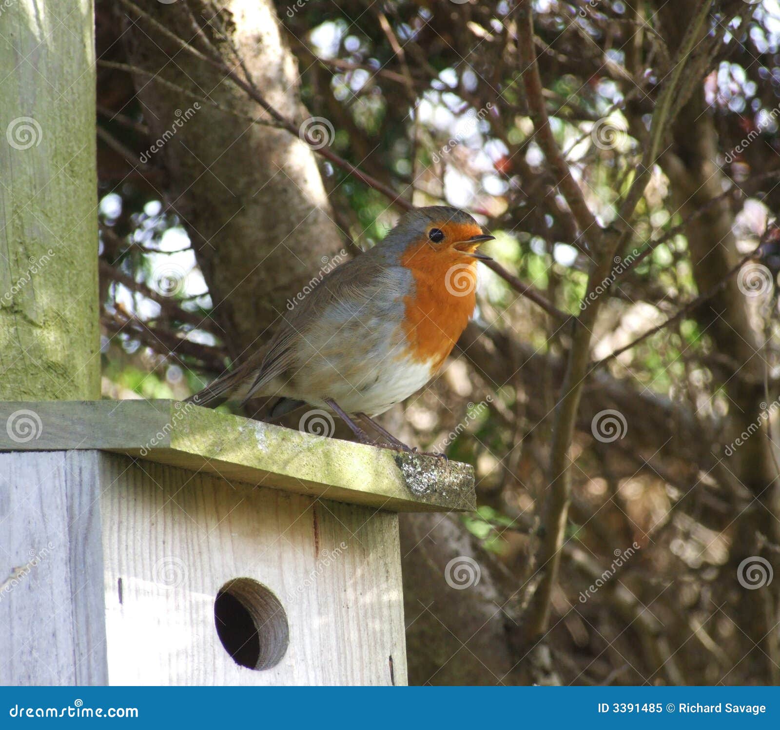 Robin on nest box stock image. Image of singing, tree - 3391485