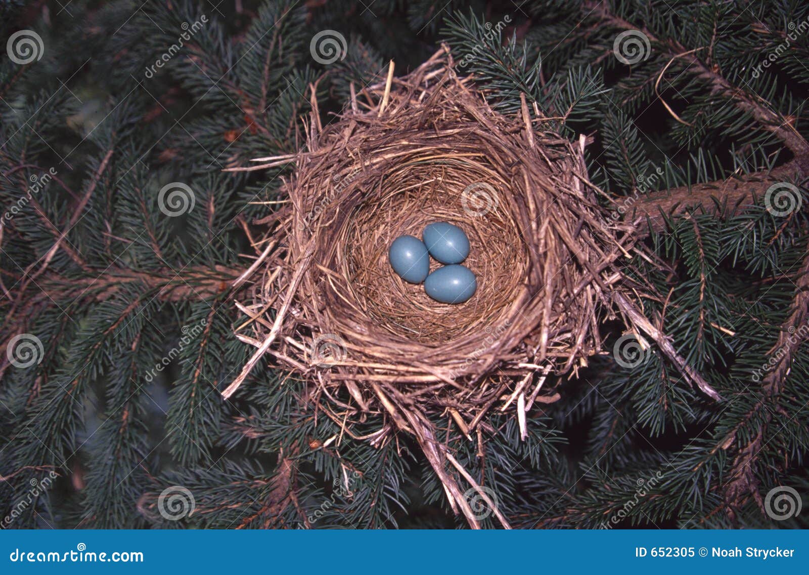 Robin Nest with Eggs stock image. Image of comfortable - 652305