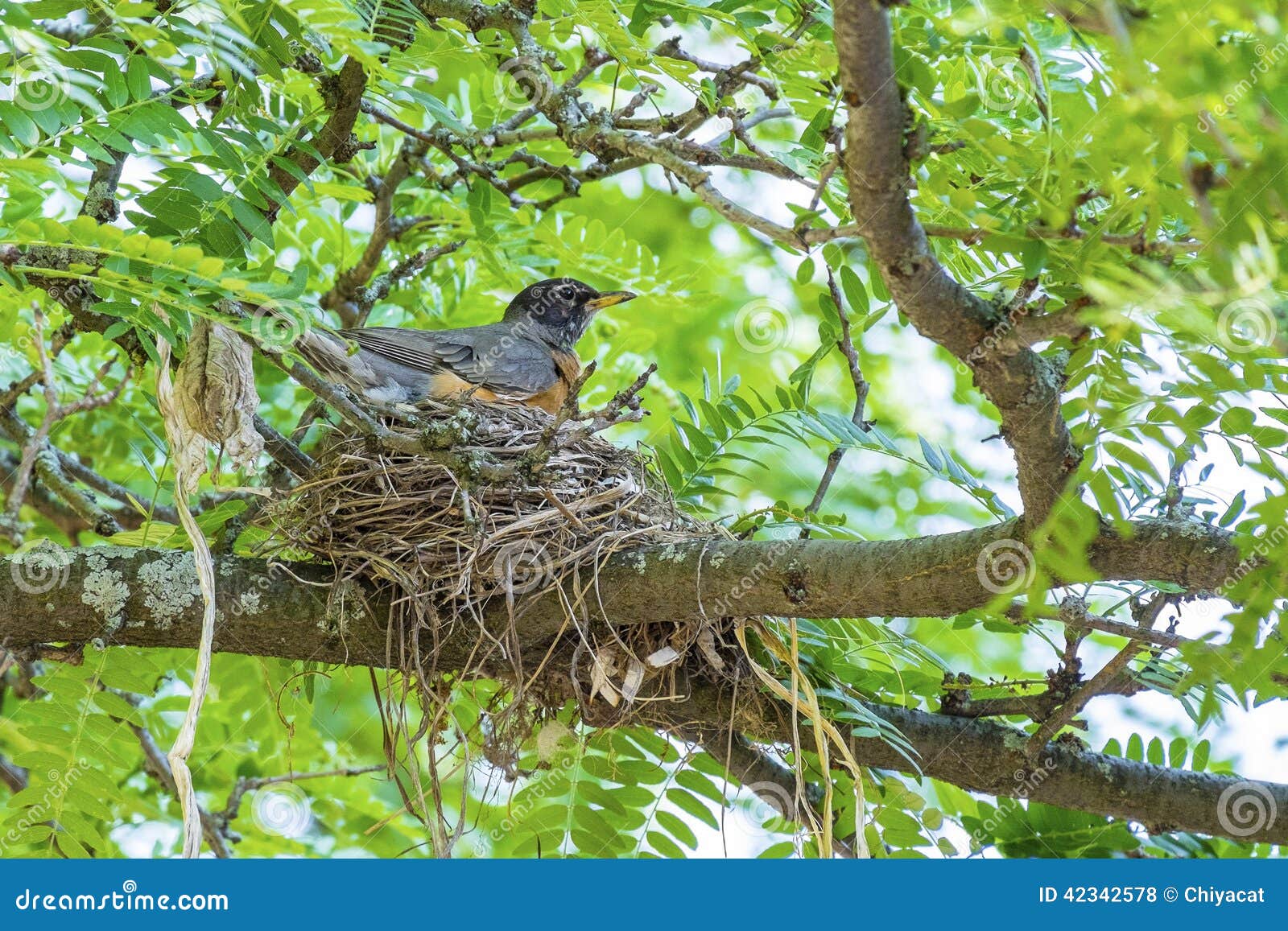 Robin in the Nest #1 stock photo. Image of keeping, seasonal - 42342578