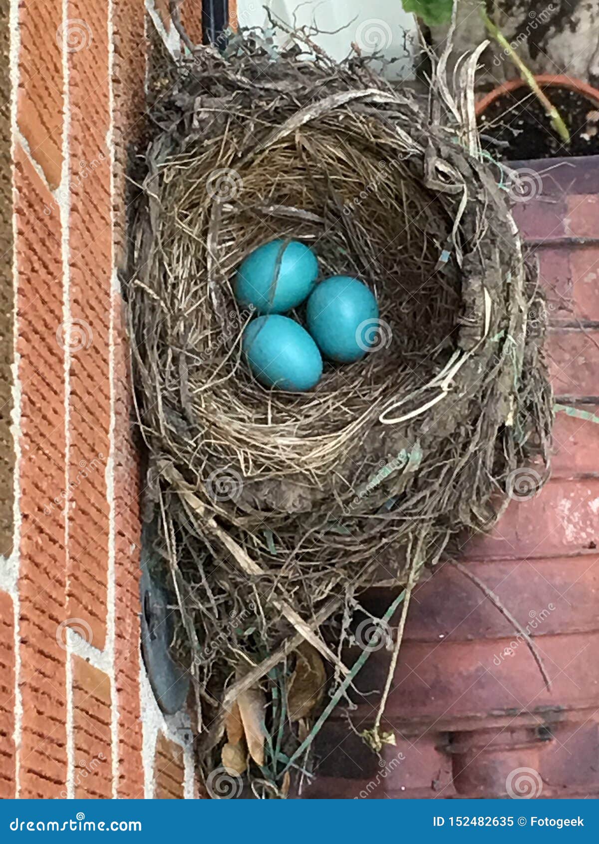 American Robin Nest with Three Eggs Stock Image - Image of backyard ...