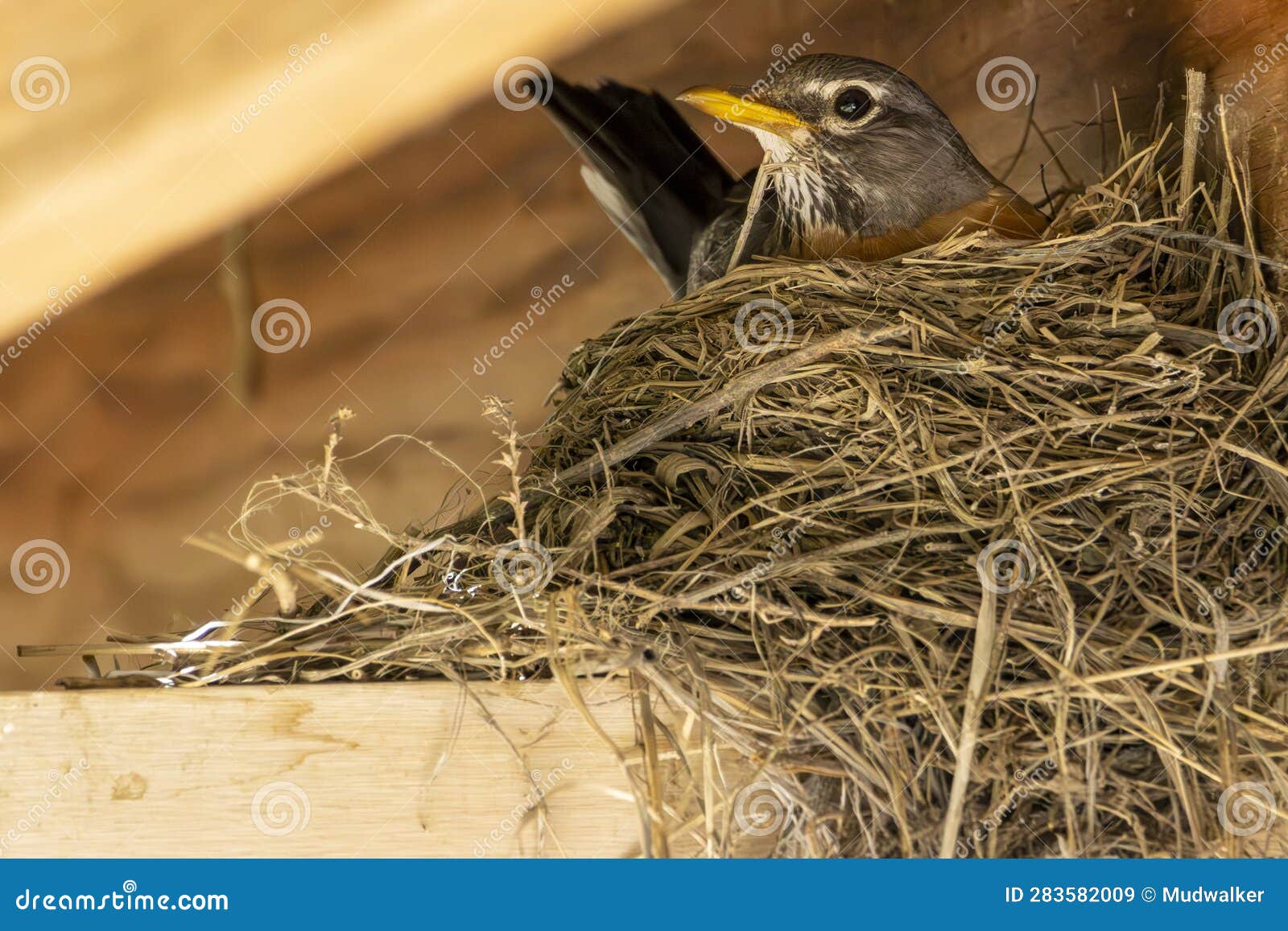 Robin Nesting stock image. Image of american, shorebird - 283582009