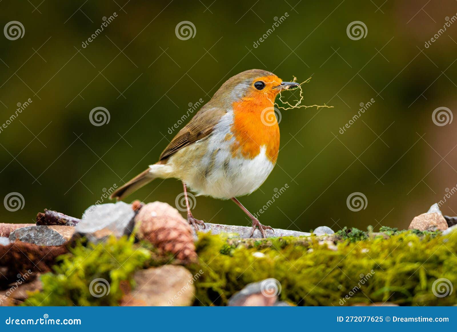 Robin with Nesting Material Stock Image - Image of bird, robin: 272077625