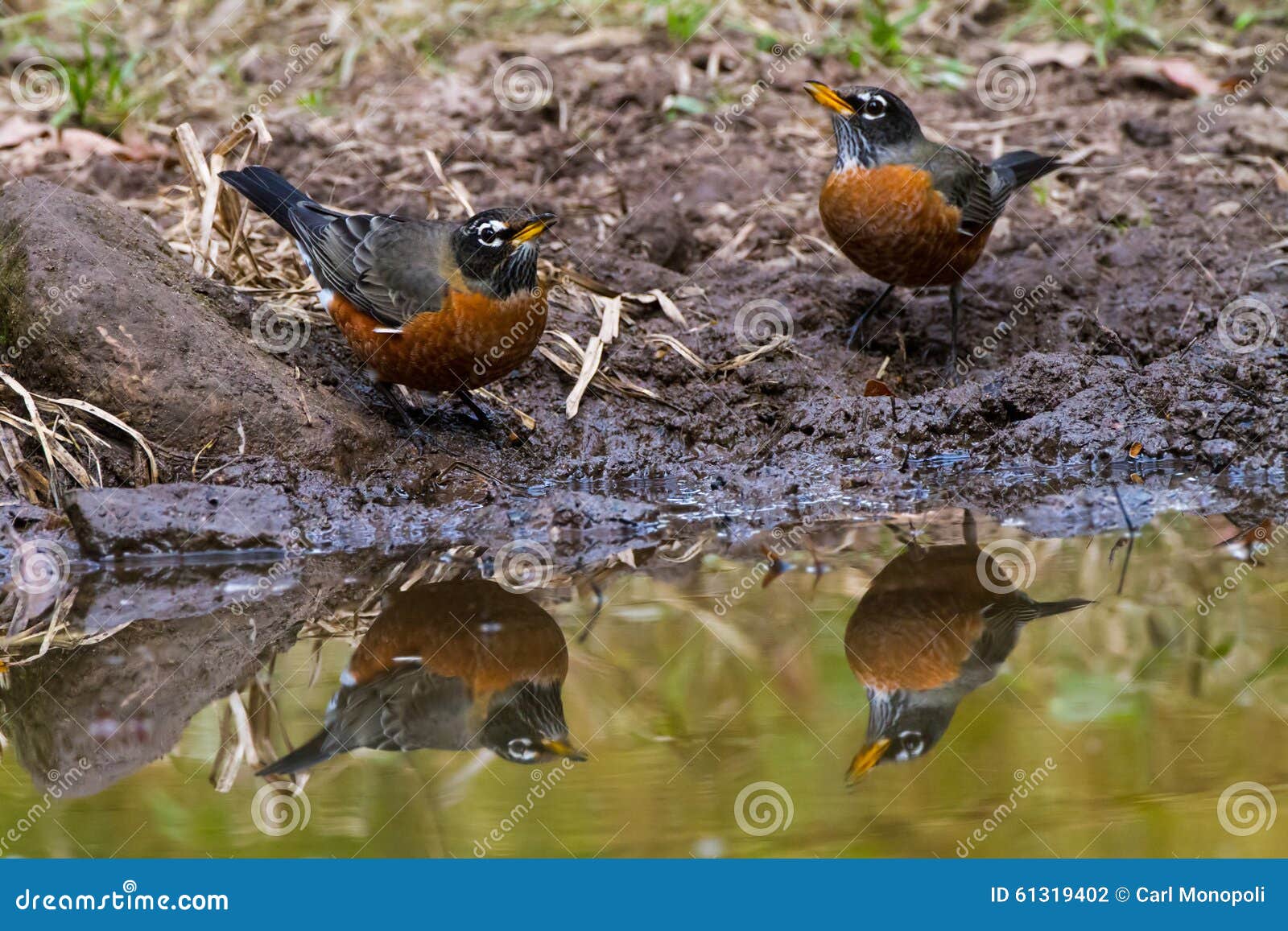 Robin pair stock photo. Image of drinking, birds, robin - 61319402