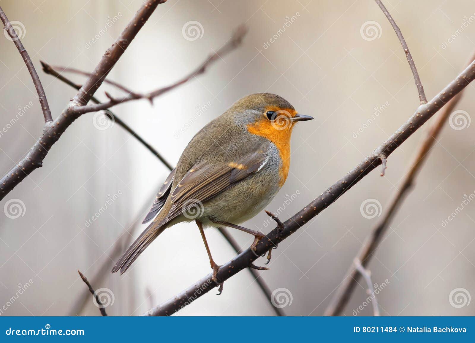 Robin in the Park Sits among the Branches Stock Photo - Image of fall ...