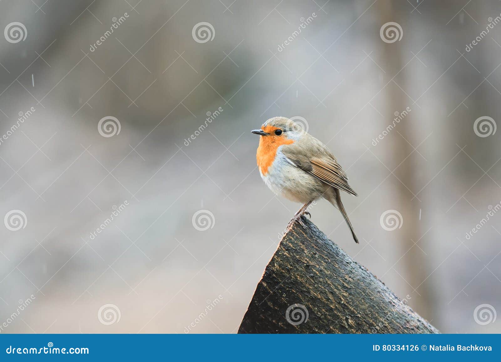 Rain Robin Royalty-Free Stock Image | CartoonDealer.com #73690228