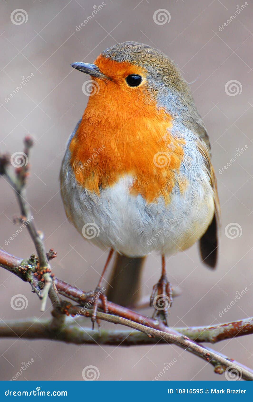 Robin on perch stock image. Image of nature, wild, ornithology - 10816595