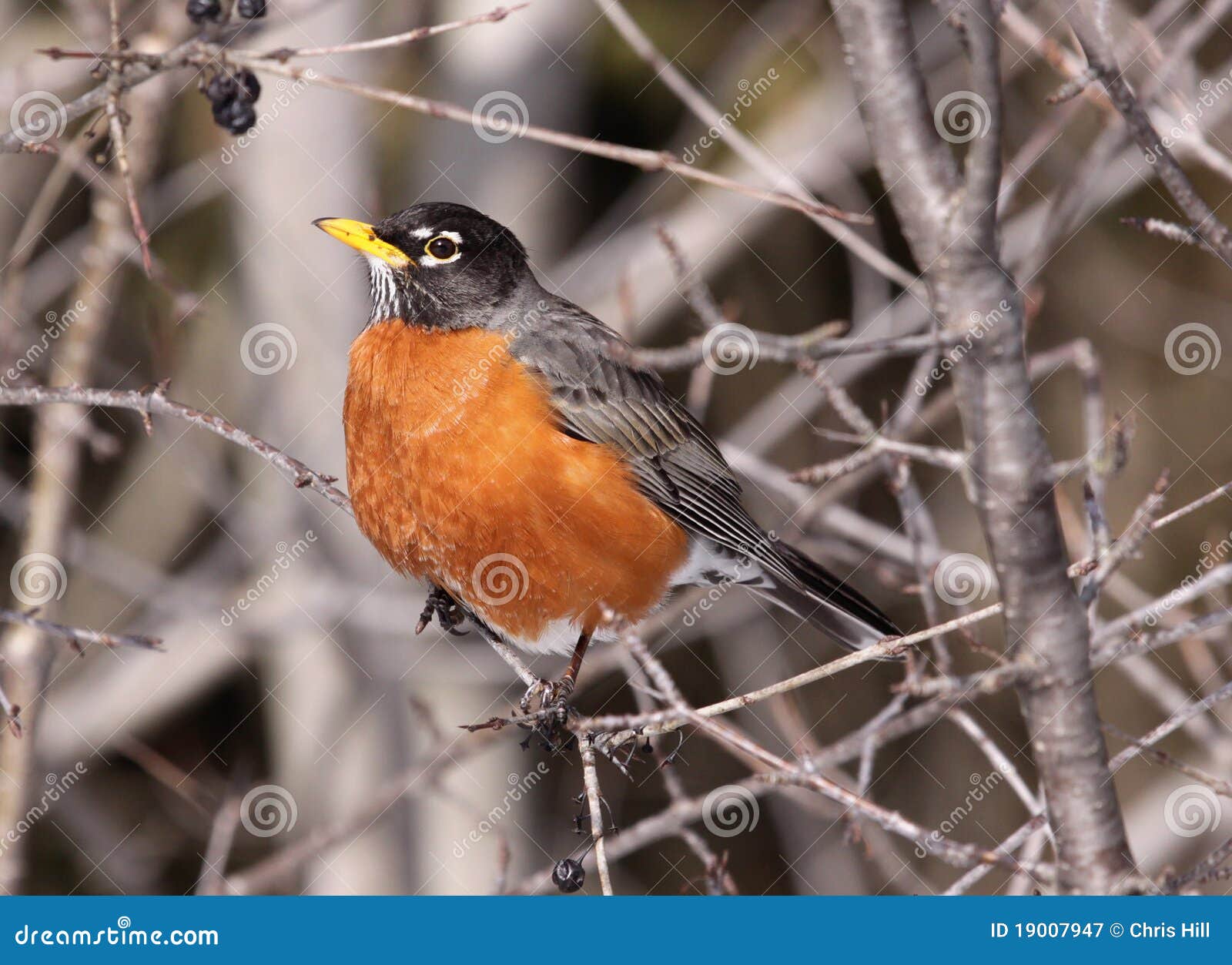 Robin Perched stock image. Image of migratorius, ontario - 19007947