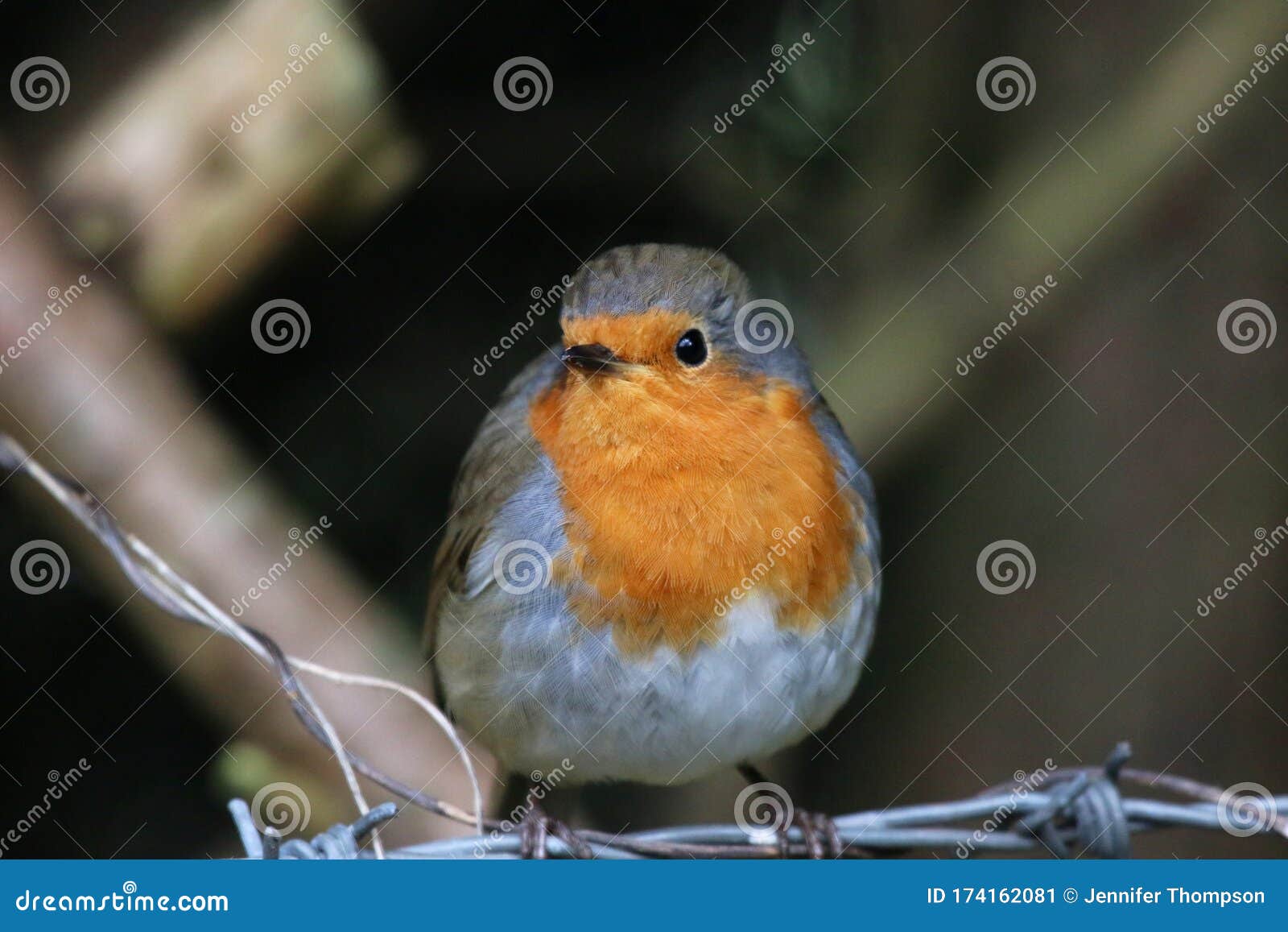 Robin Perched on a Wire Fence Stock Image - Image of fence, perch ...