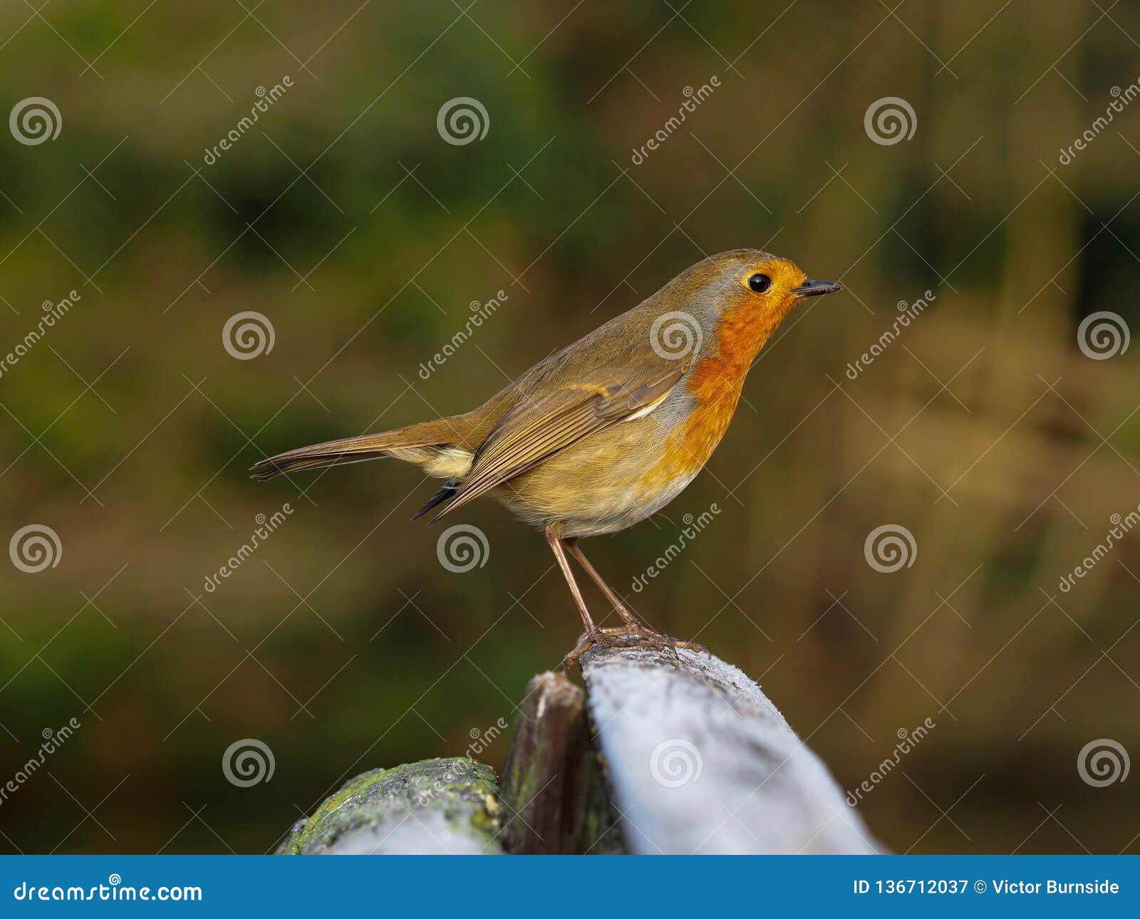 Robin Perched on a Bench in Winter Stock Image - Image of robin, season ...