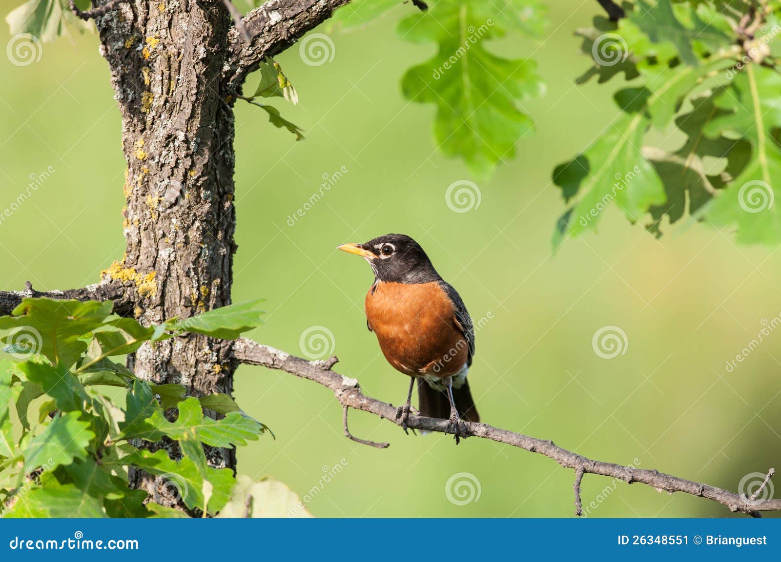 Robin Perched on a Branch stock image. Image of wildlife - 26348551