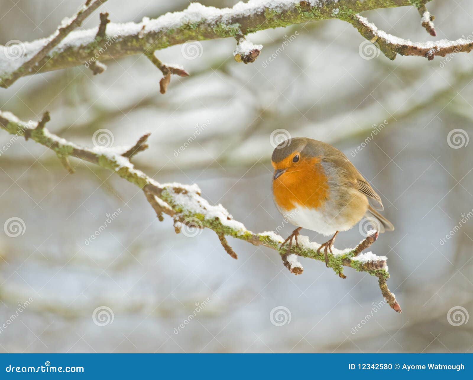 Robin In Tree Royalty-Free Stock Image | CartoonDealer.com #25254502